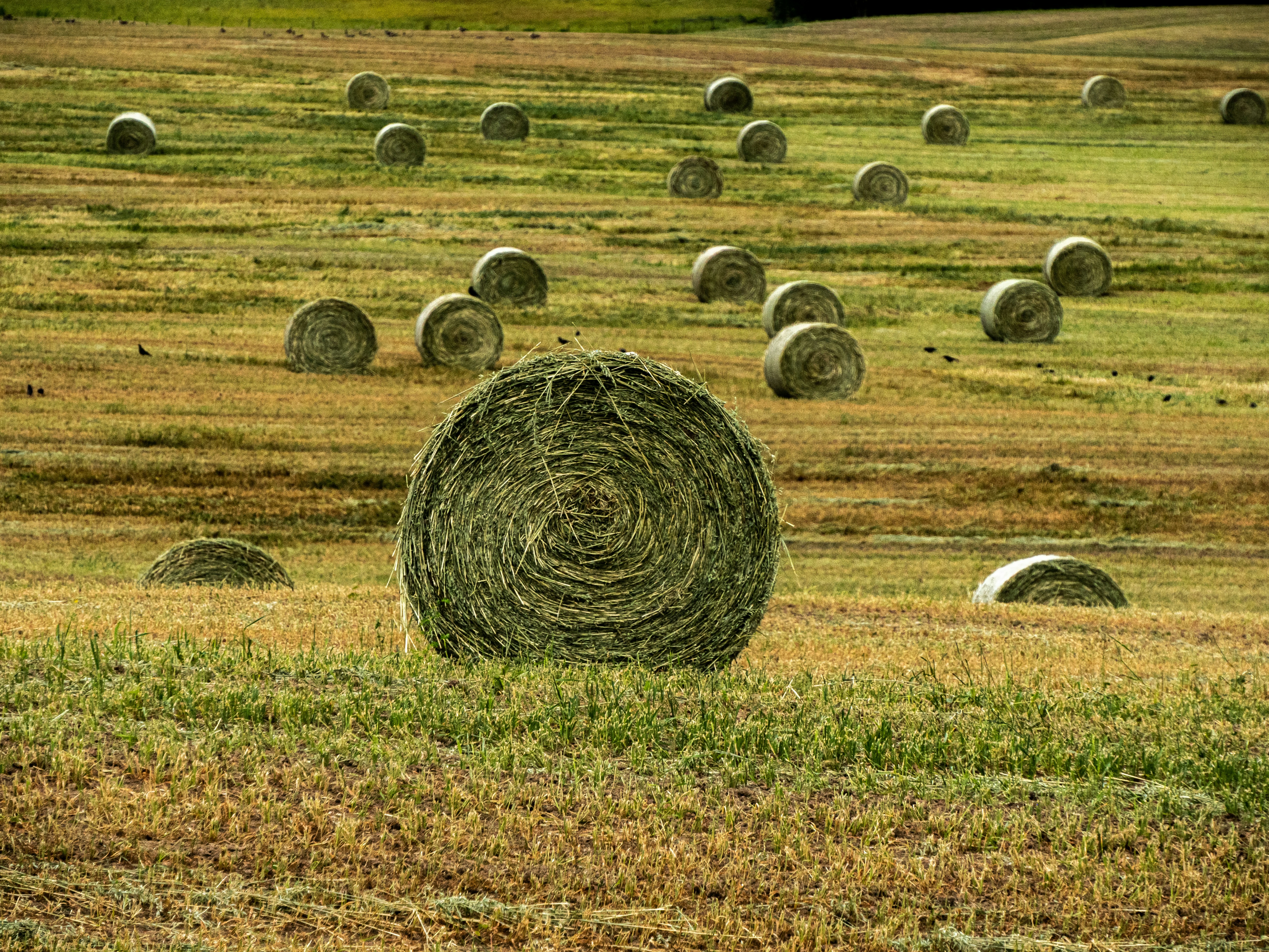 A field of hay bales photo – Free Team Image on Unsplash