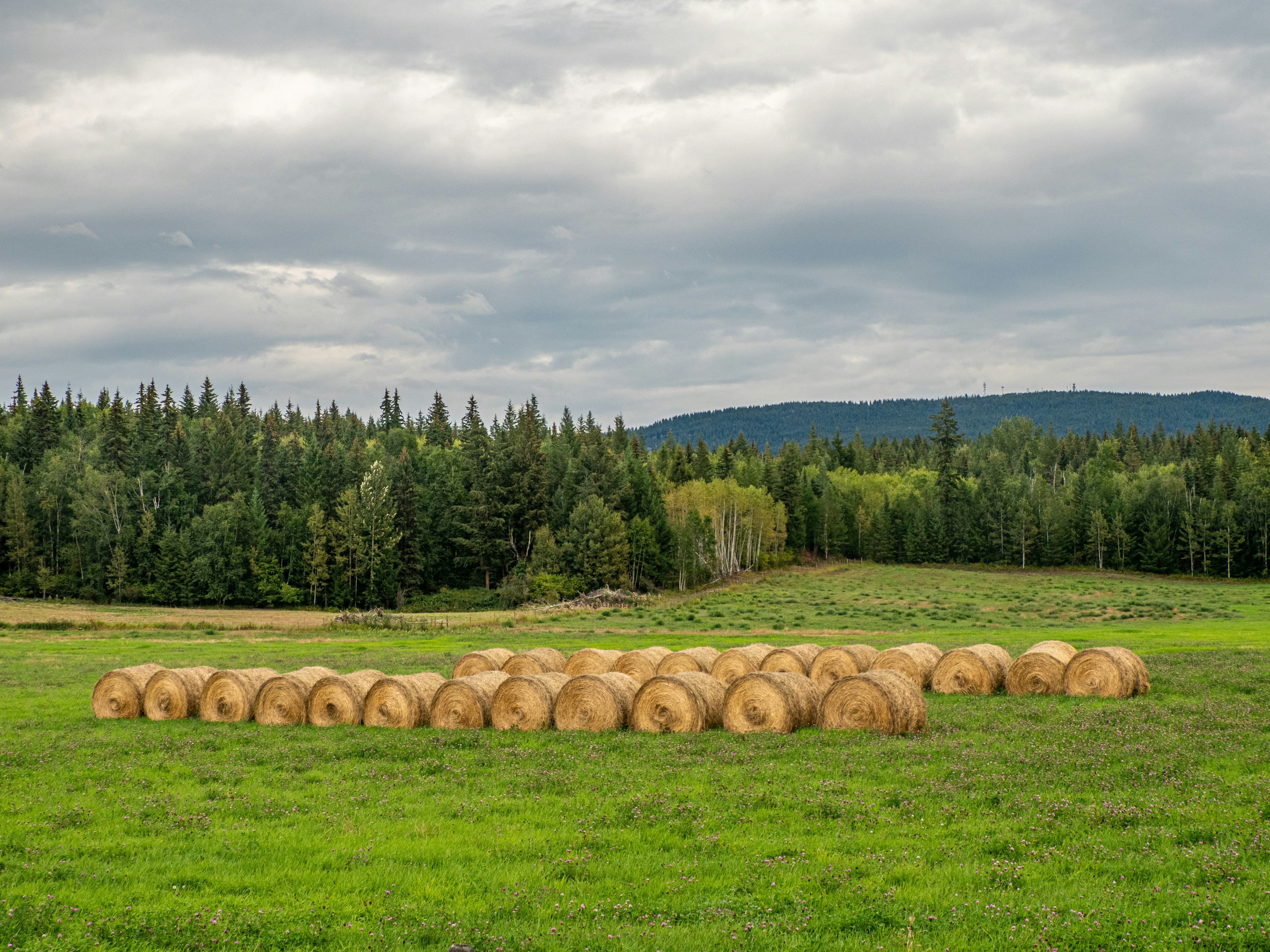Row of Golden Hay Bales Beneath a Moody Cloudy Sky