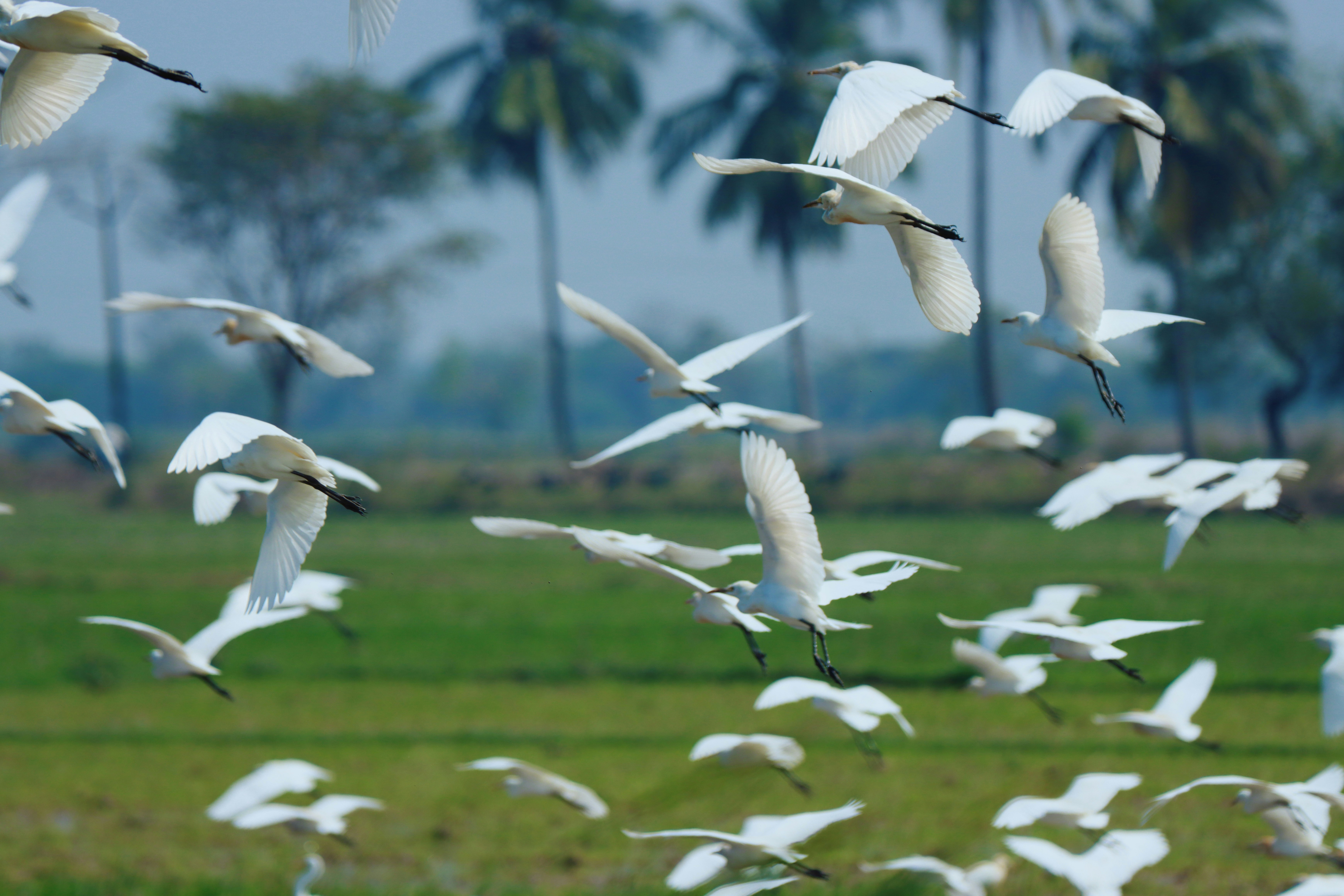 Migratory Crescendo: White Egrets Surge Across a Palm-Fringed Wetland