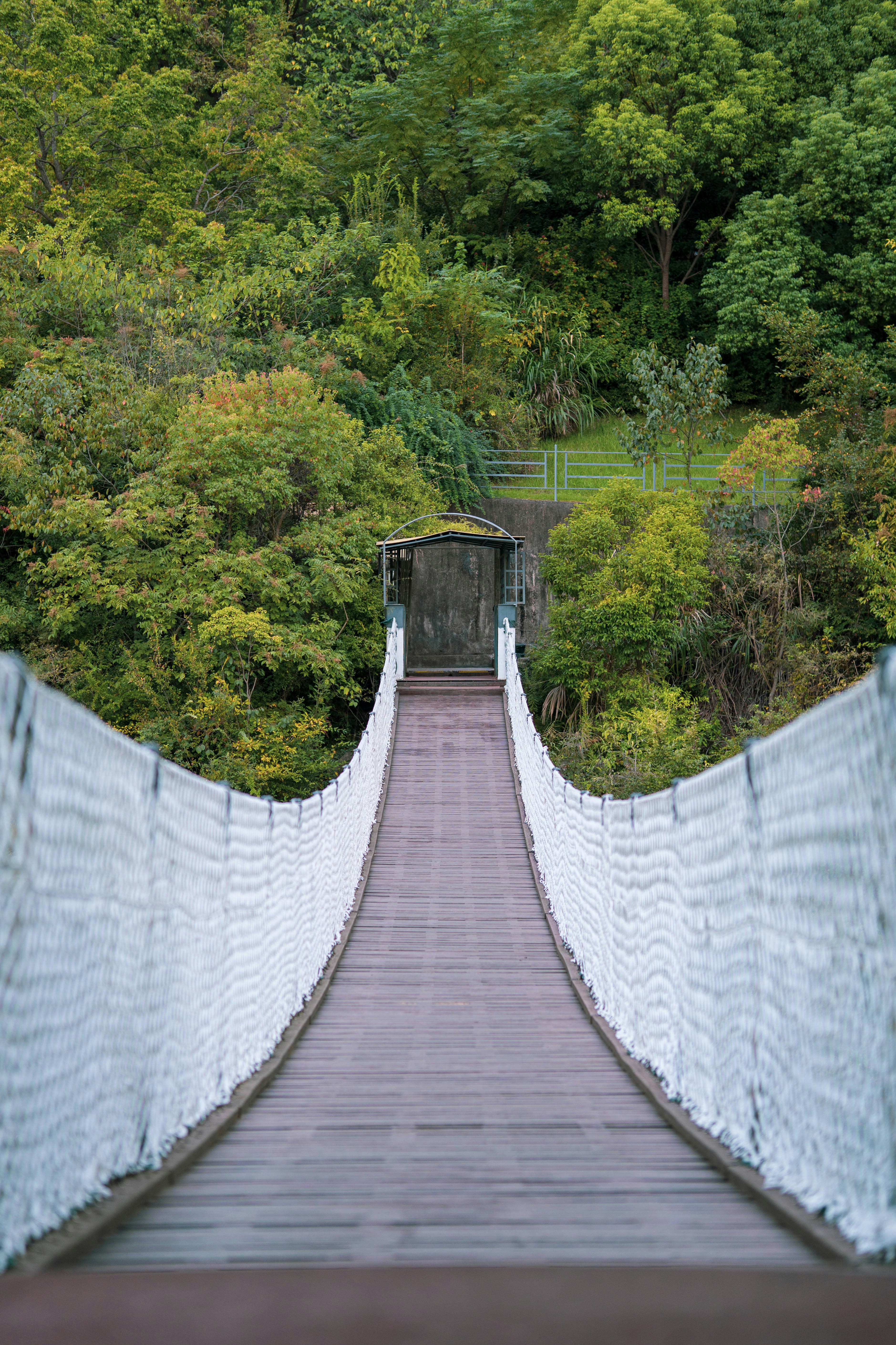 Bridge Toward the Gate: A Quiet Forest Crossing