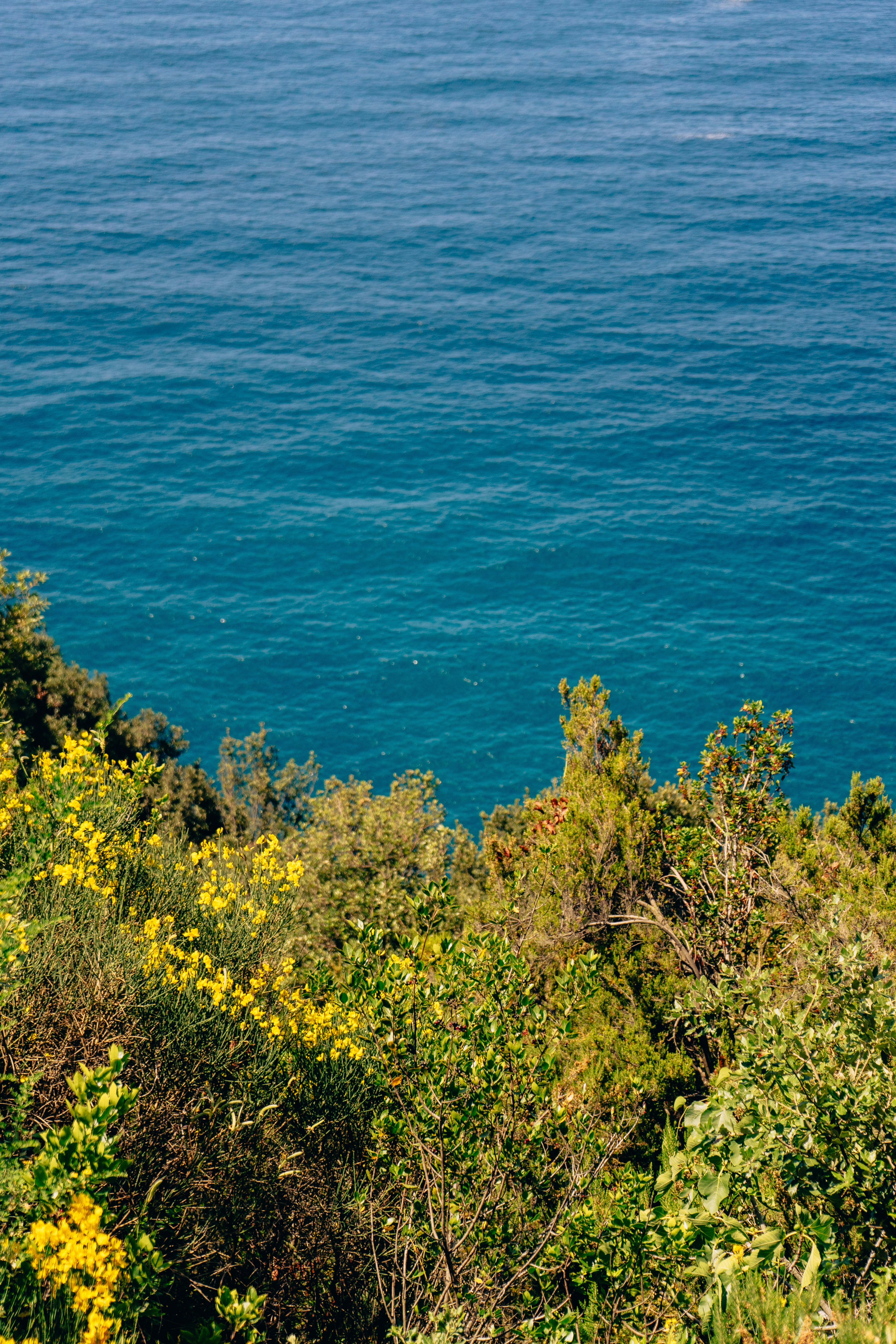 Vibrant wildflowers frame the edge of a cliff overlooking a tranquil blue sea. The lush greenery contrasts beautifully with the ocean's depth.