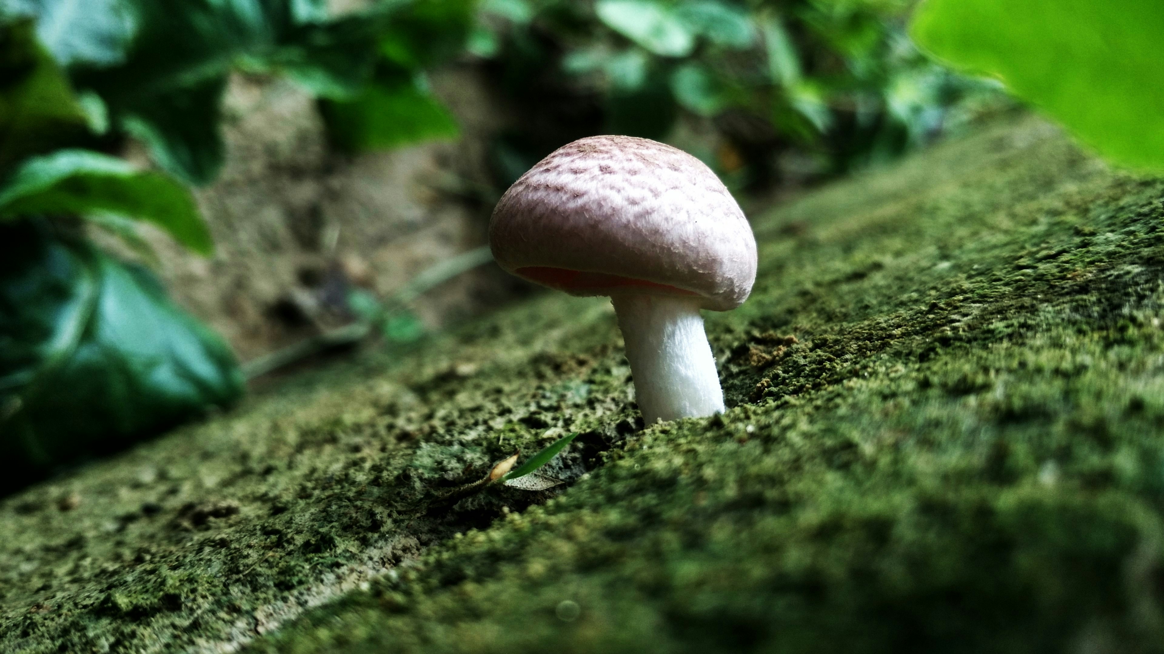 Mushroom Sentinel on Mossy Slab