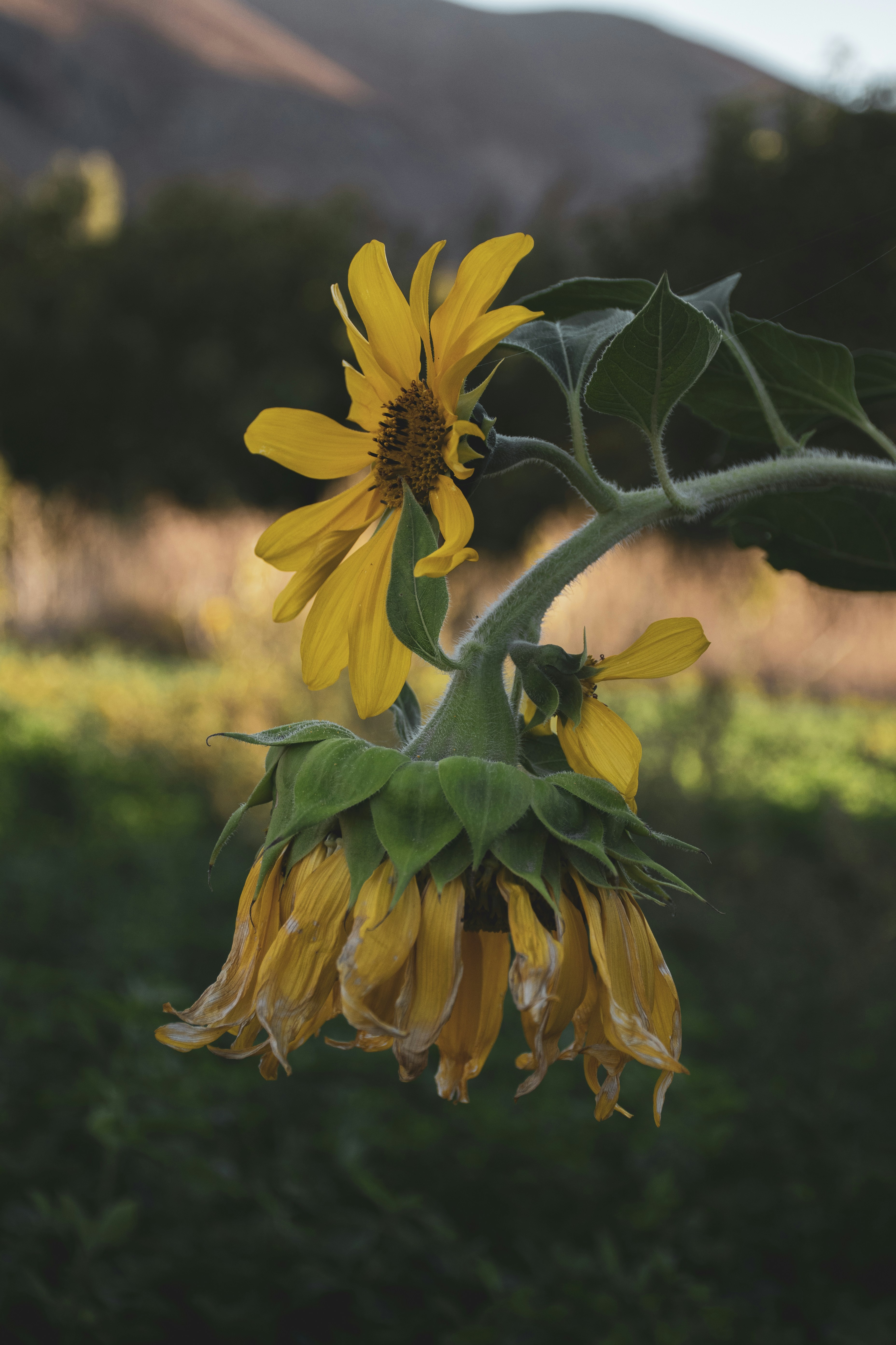 Sunlit Helianthus in Focus: A Withering Bloom Against a Quiet Field