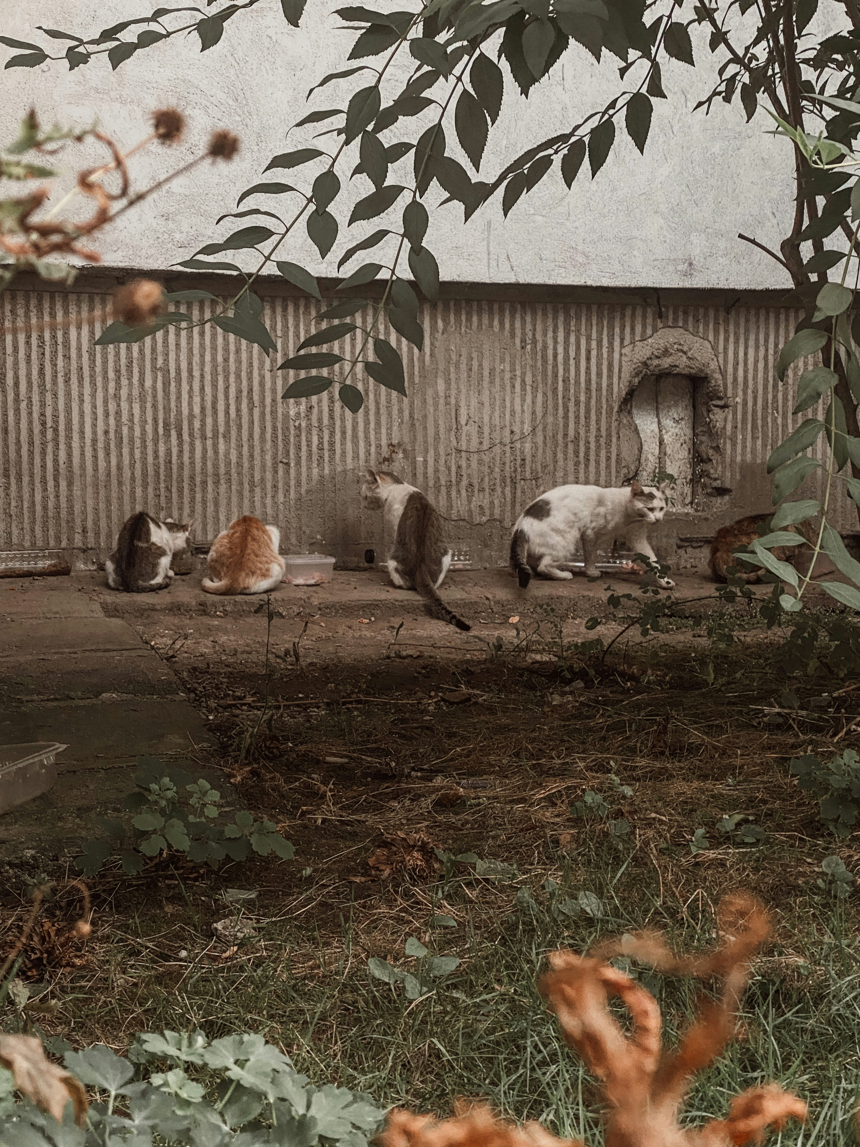Huddle by the Weathered Wall: A Quiet Cat Assembly at Dusk