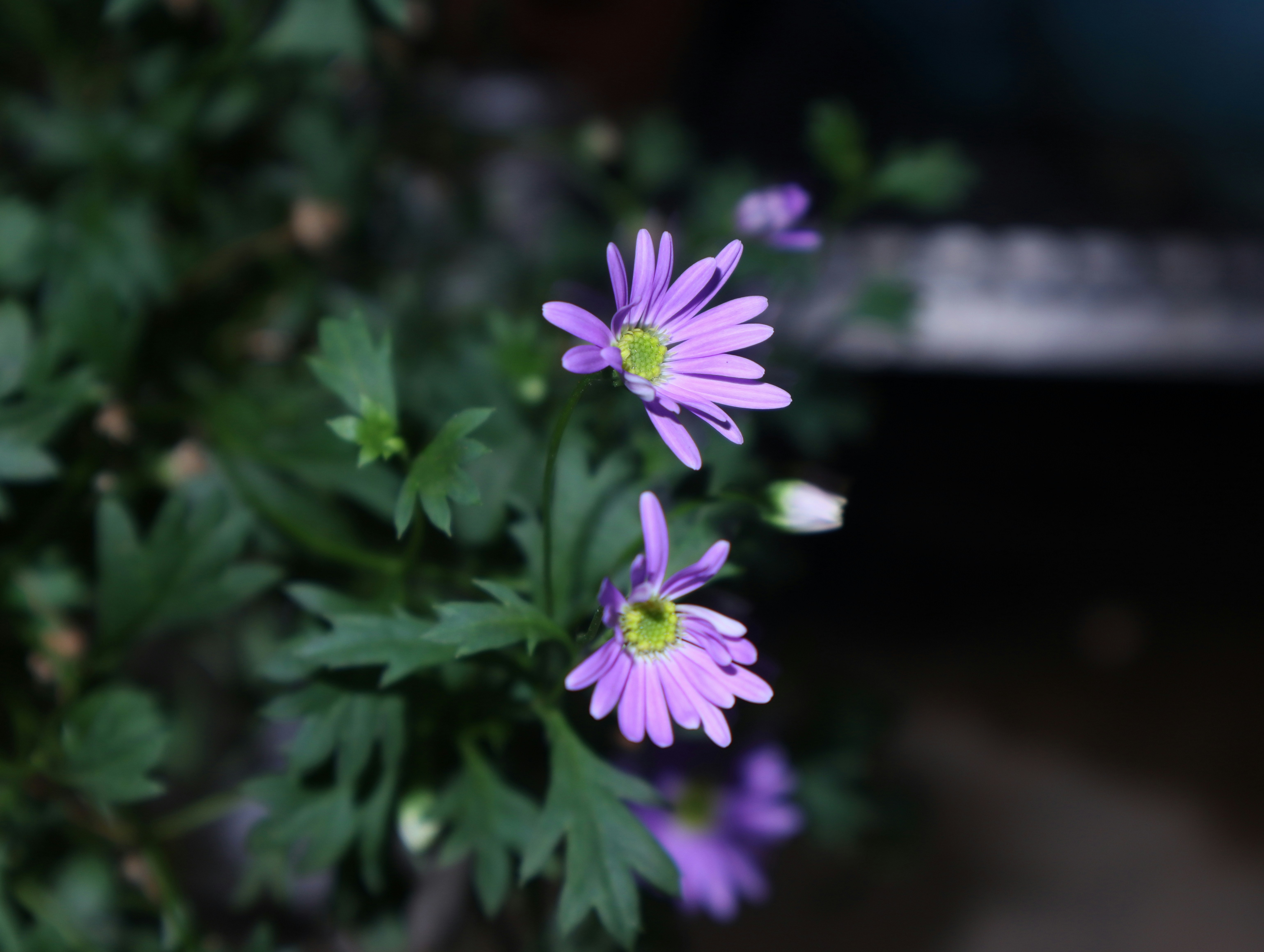 a close up of a flower