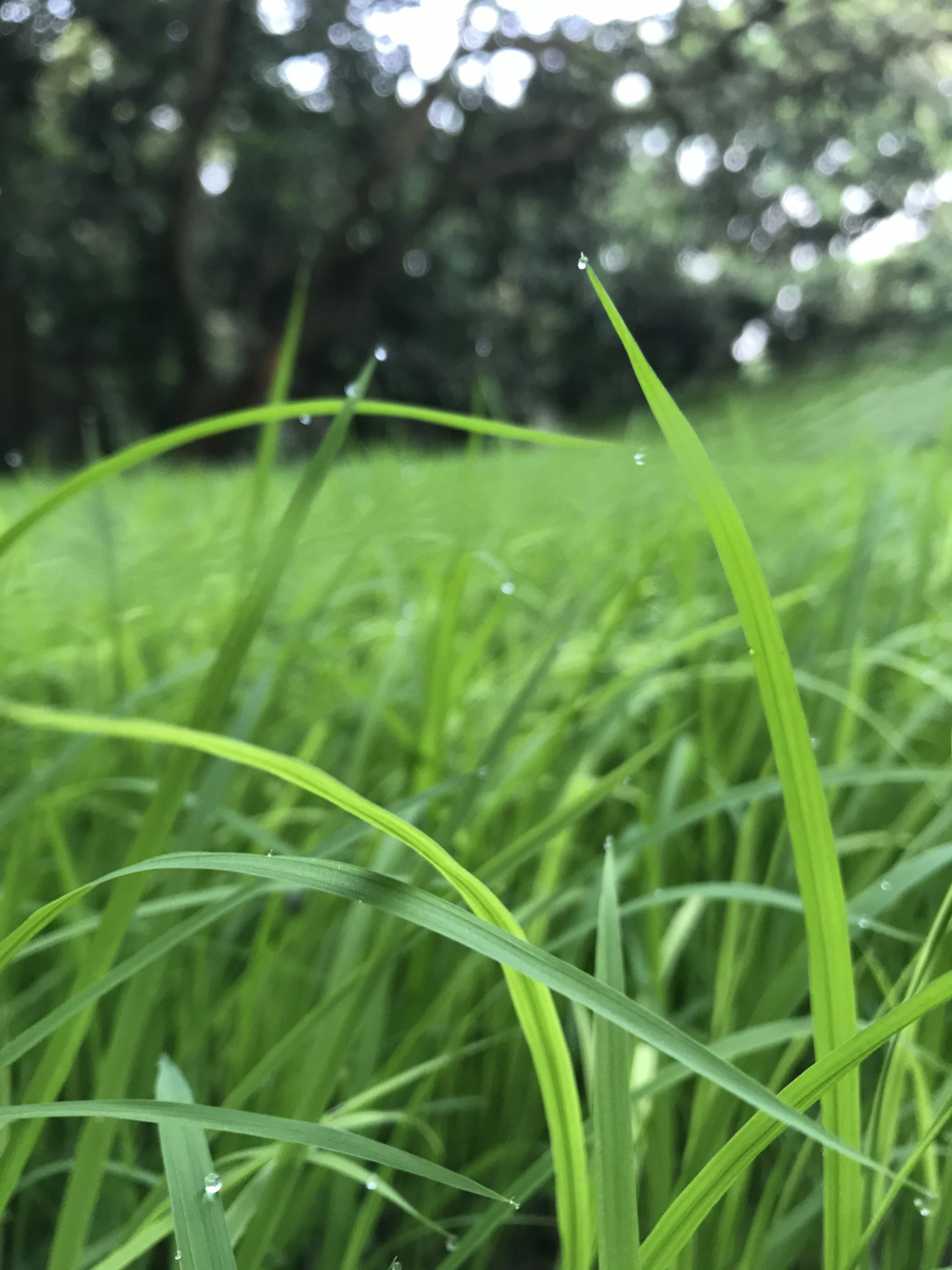 Dew-Kissed Grass: A Close-Up of Green Threads in Soft Morning Light
