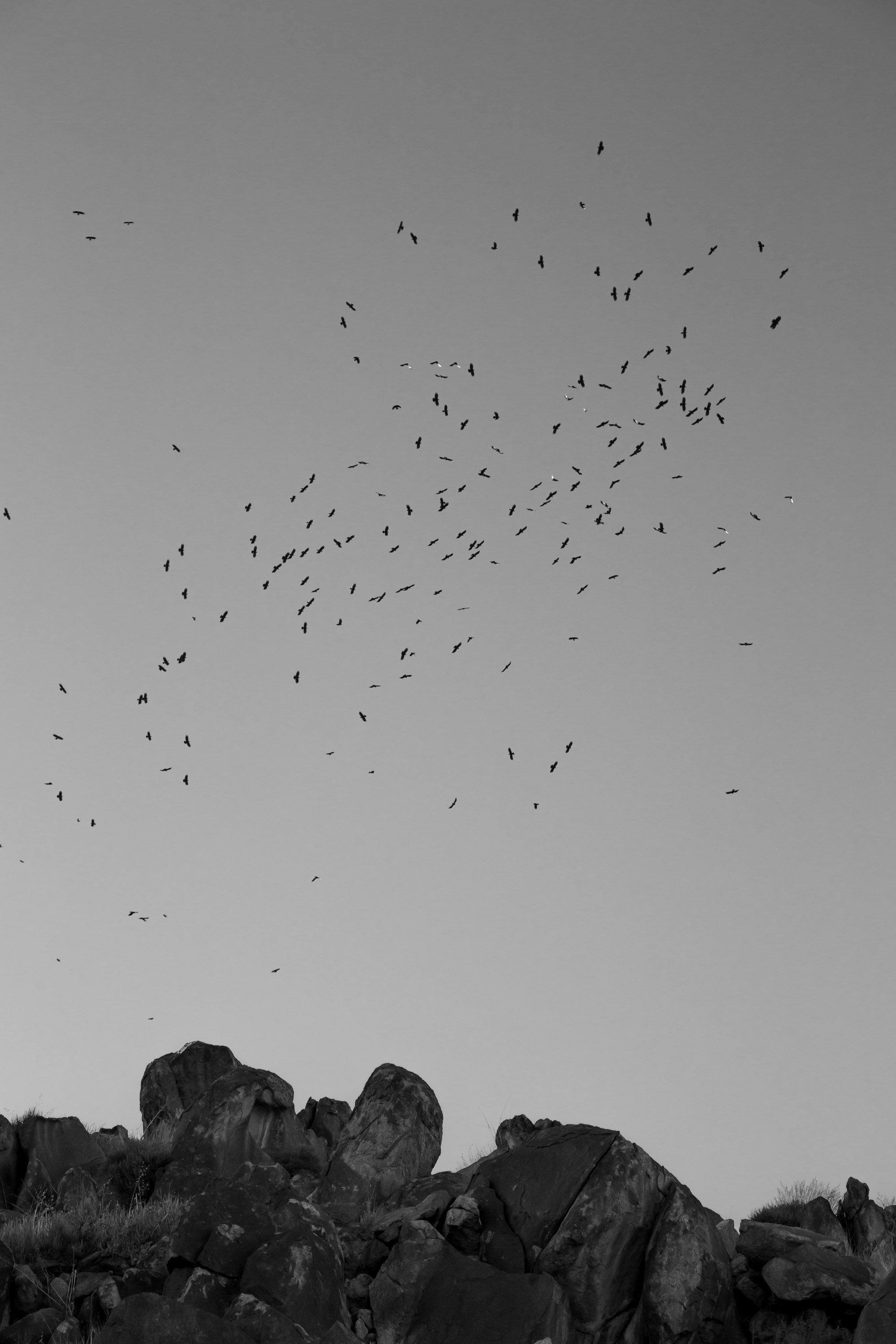 A flock of birds flying photo – Free Bw Image on Unsplash