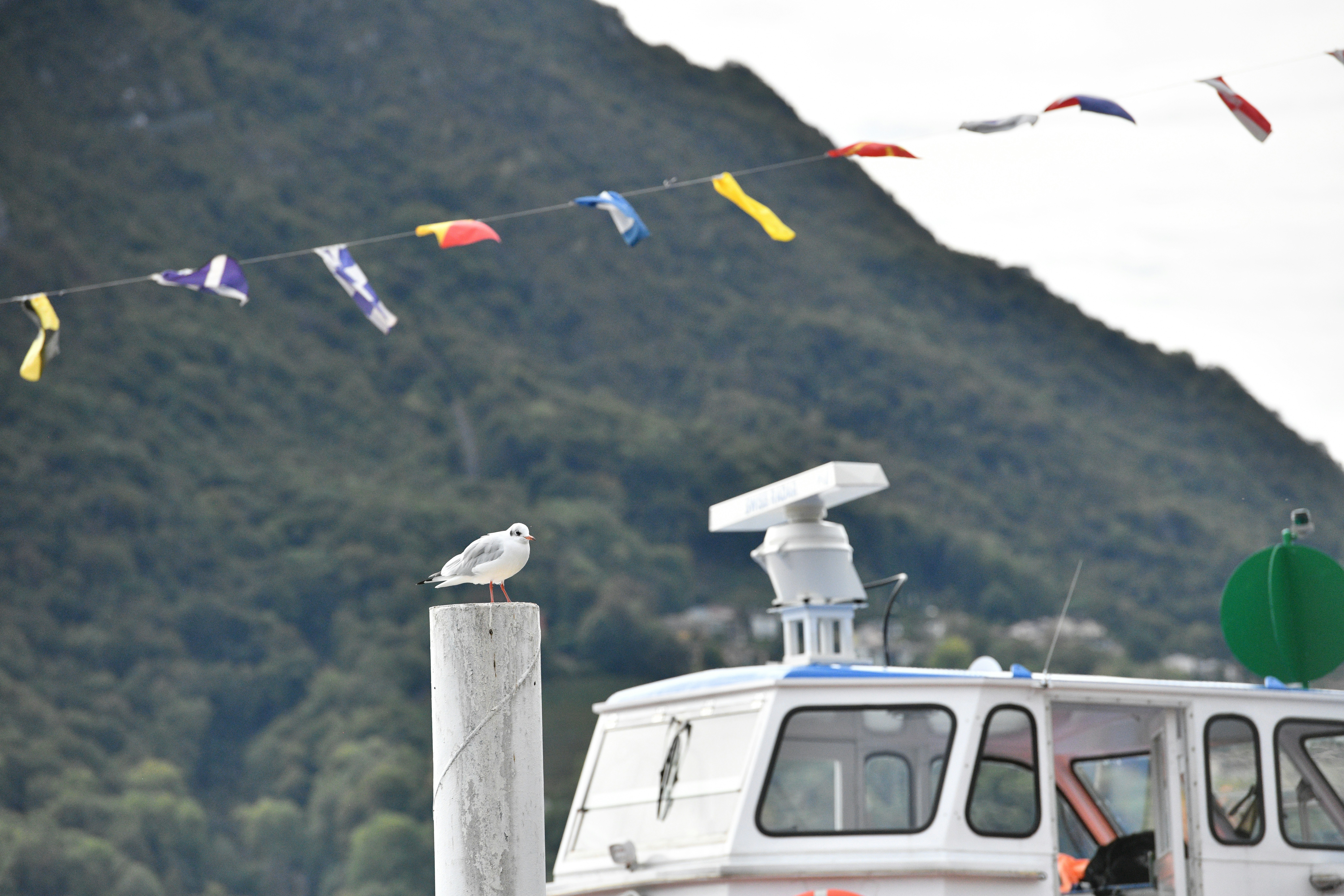 Seagull Sentinel on a Weathered Post Above a Flag-Trimmed Harbor