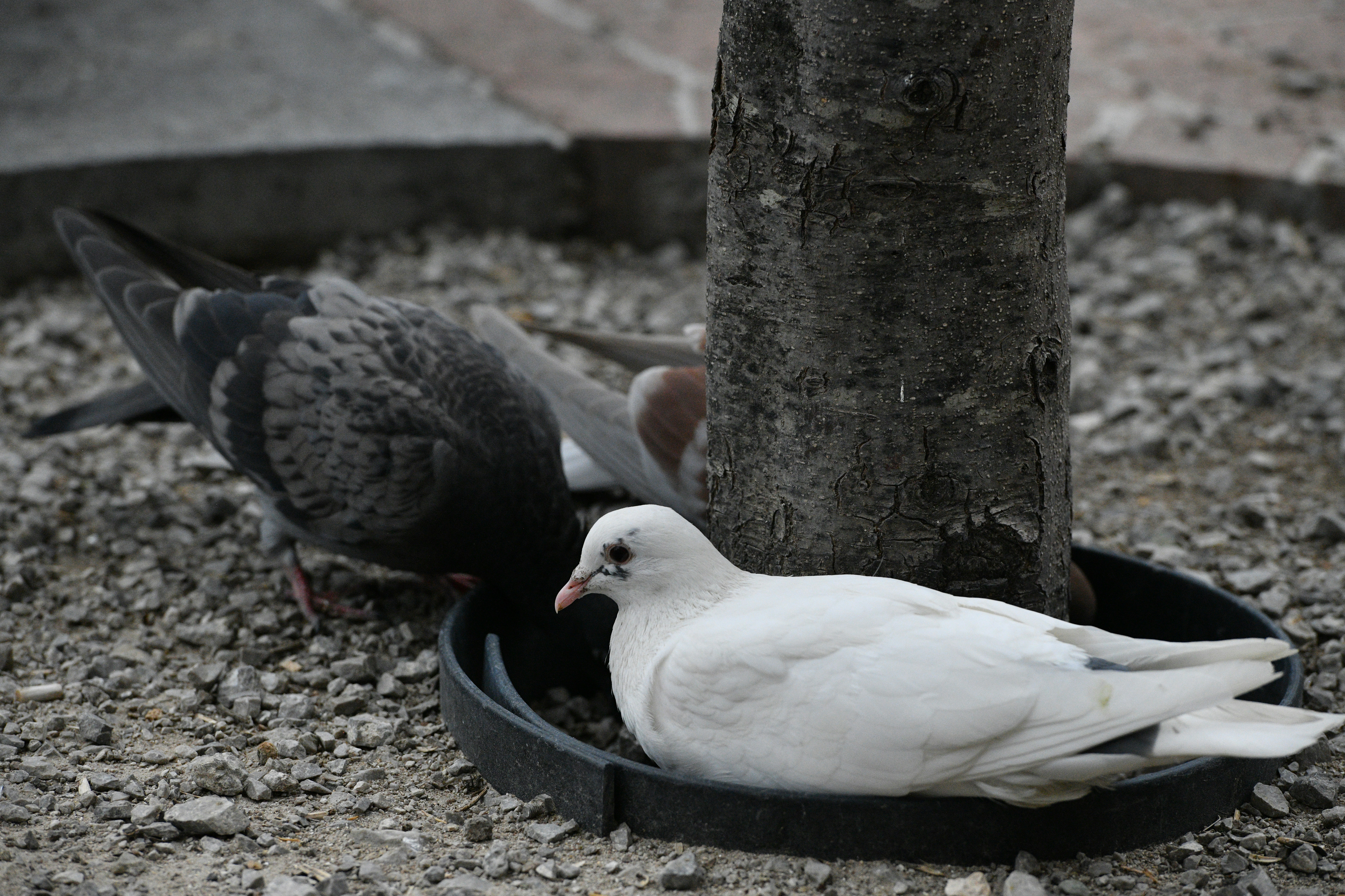 dove sitting next to tree