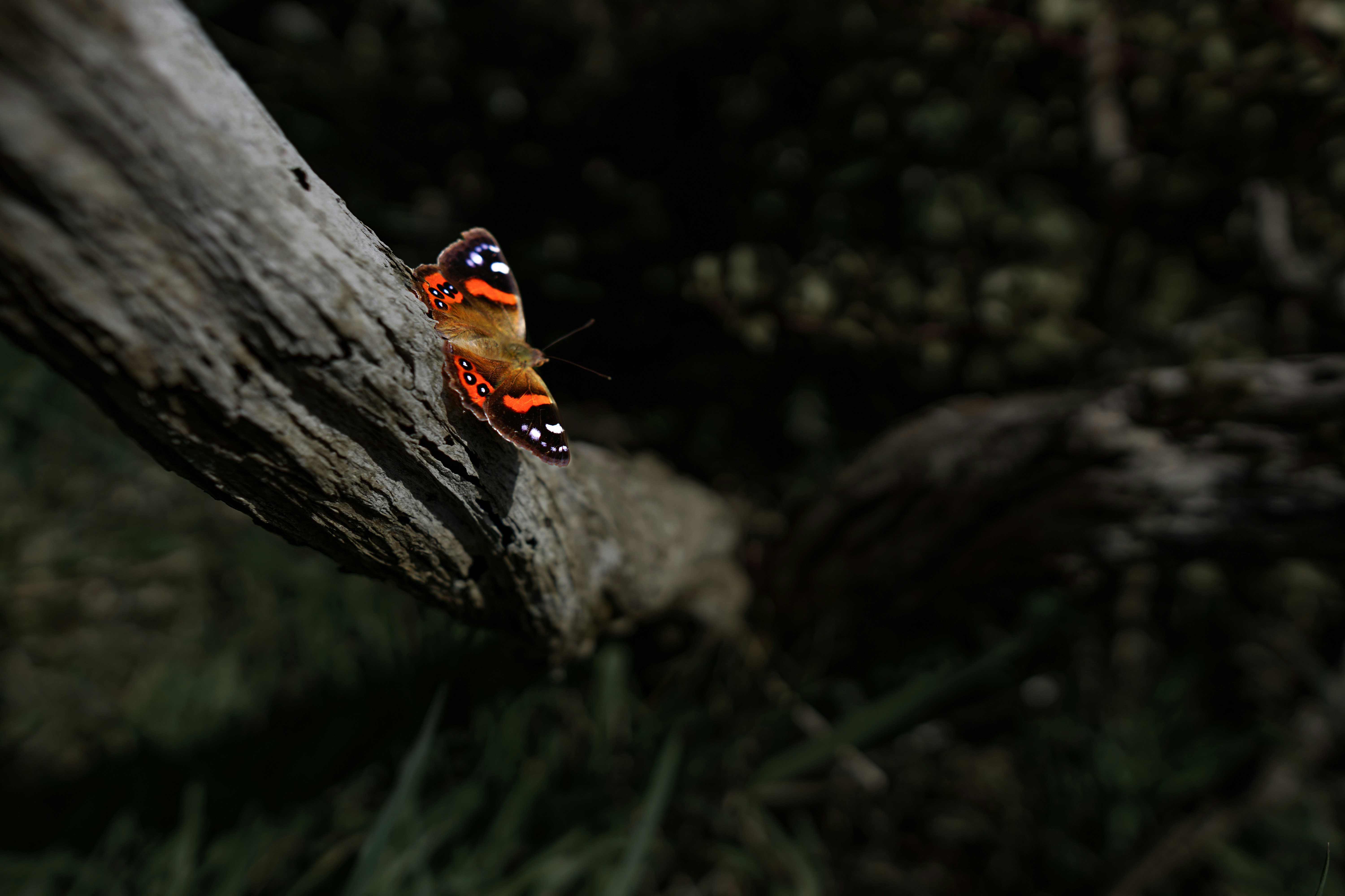 New Zealand Red Admiral butterfly resting on a weathered tree branch in a shadowy forest.