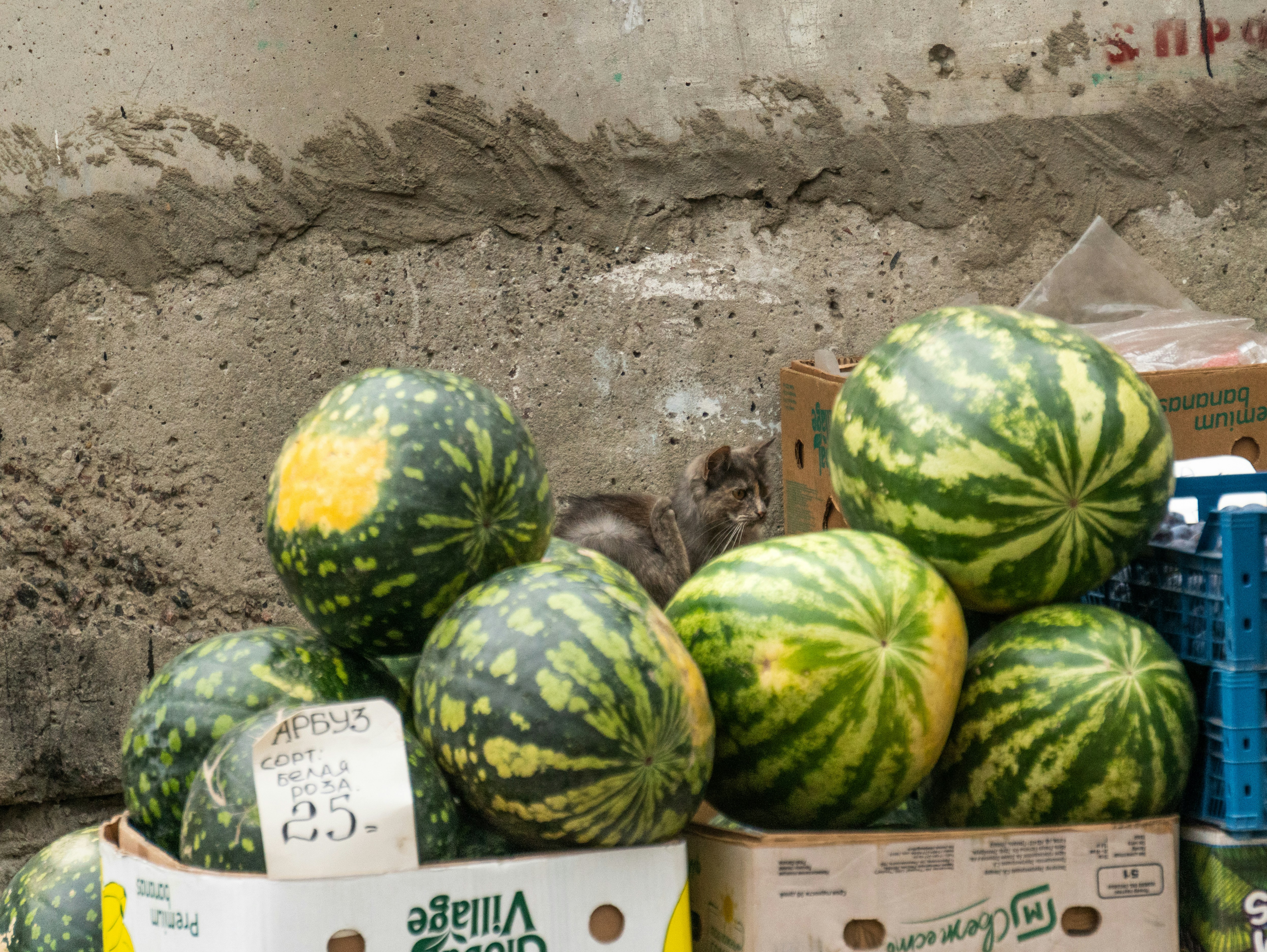 a cat in a box of watermelons
