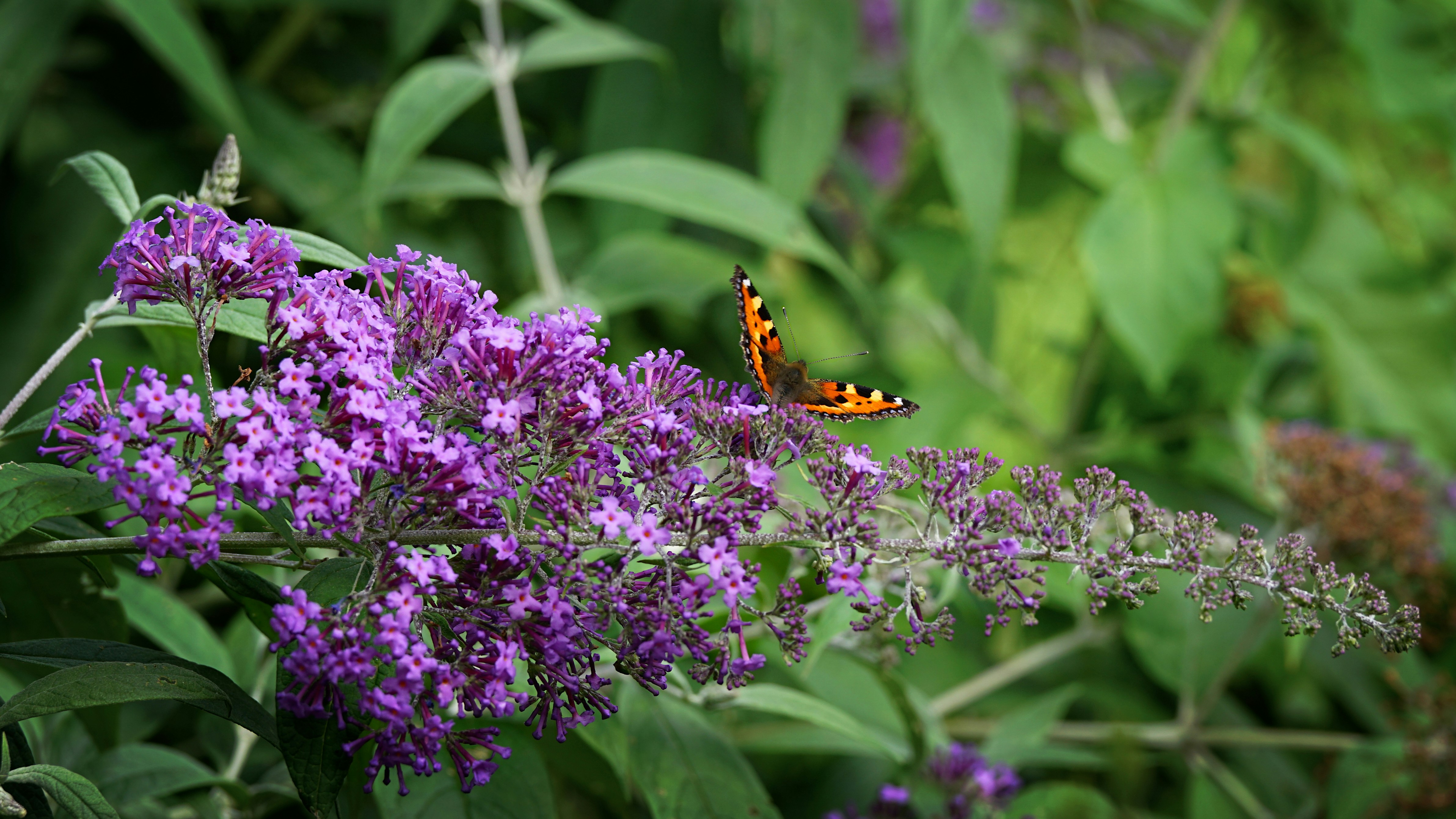 Orange-spotted butterfly on a purple Buddleia spike in dappled garden light