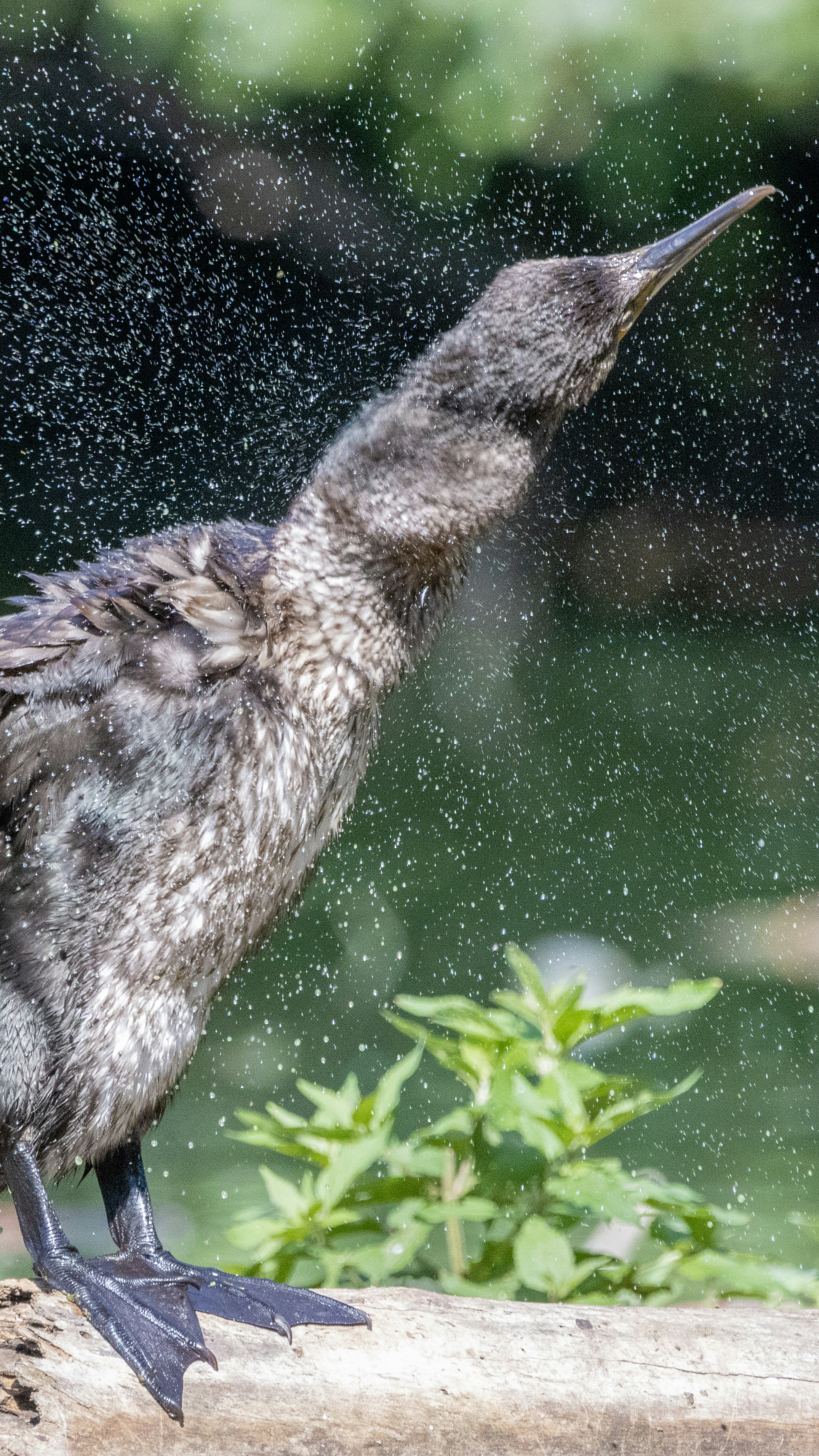 Beak Raised to the Spray: A Wet-Feathered Moment on a Log