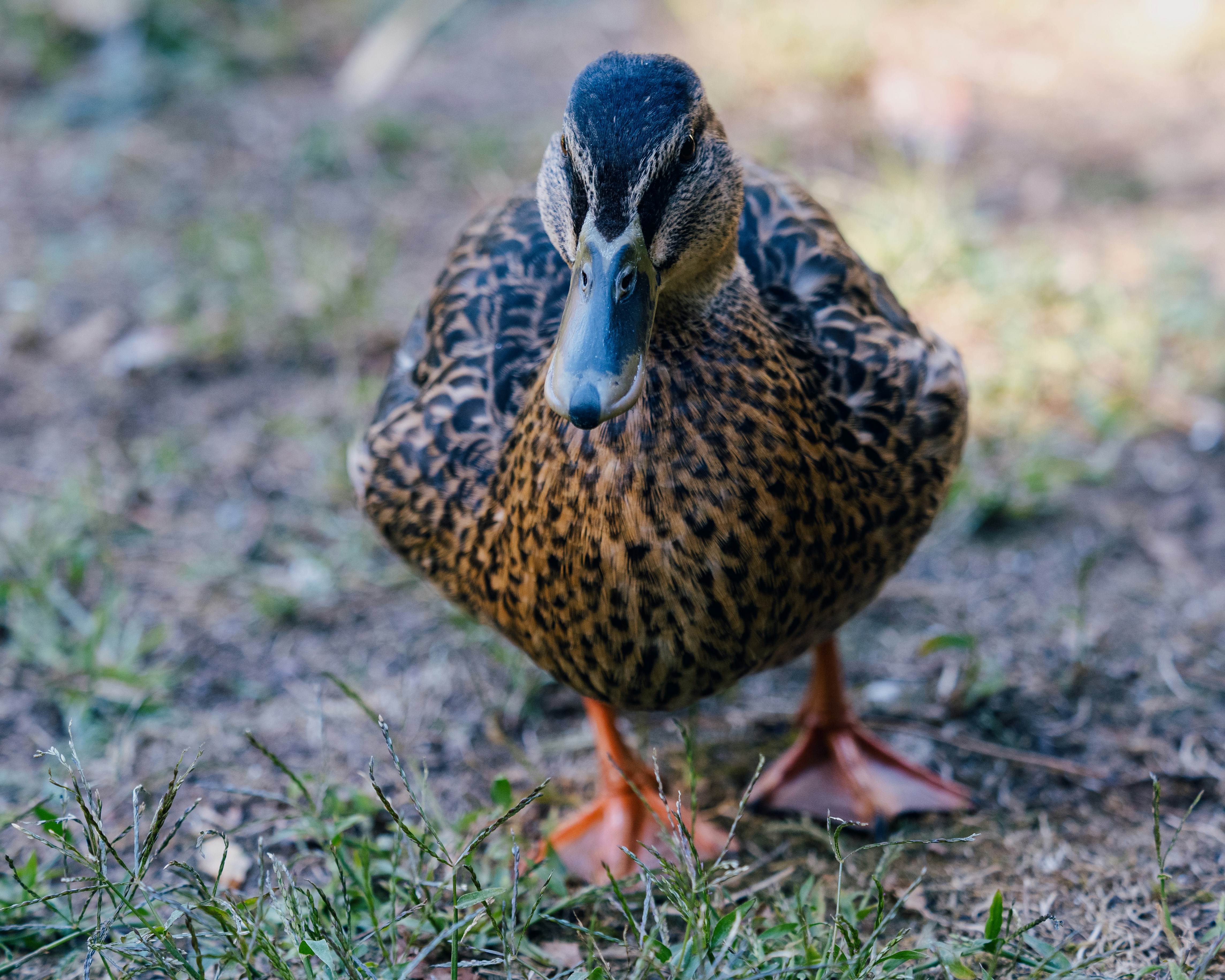 A duck standing on the ground photo – Free Duck Image on Unsplash