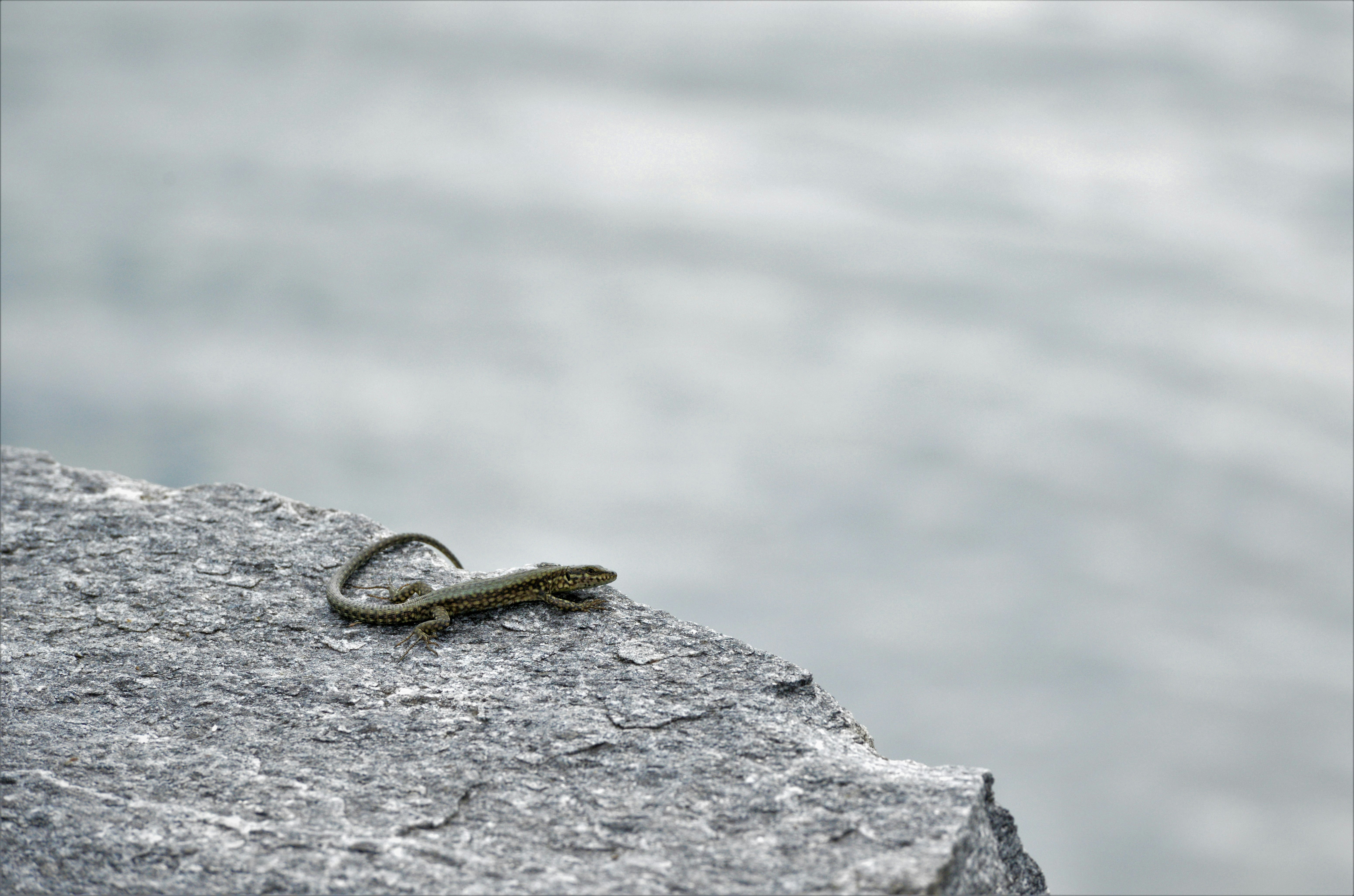 cute gray lizard