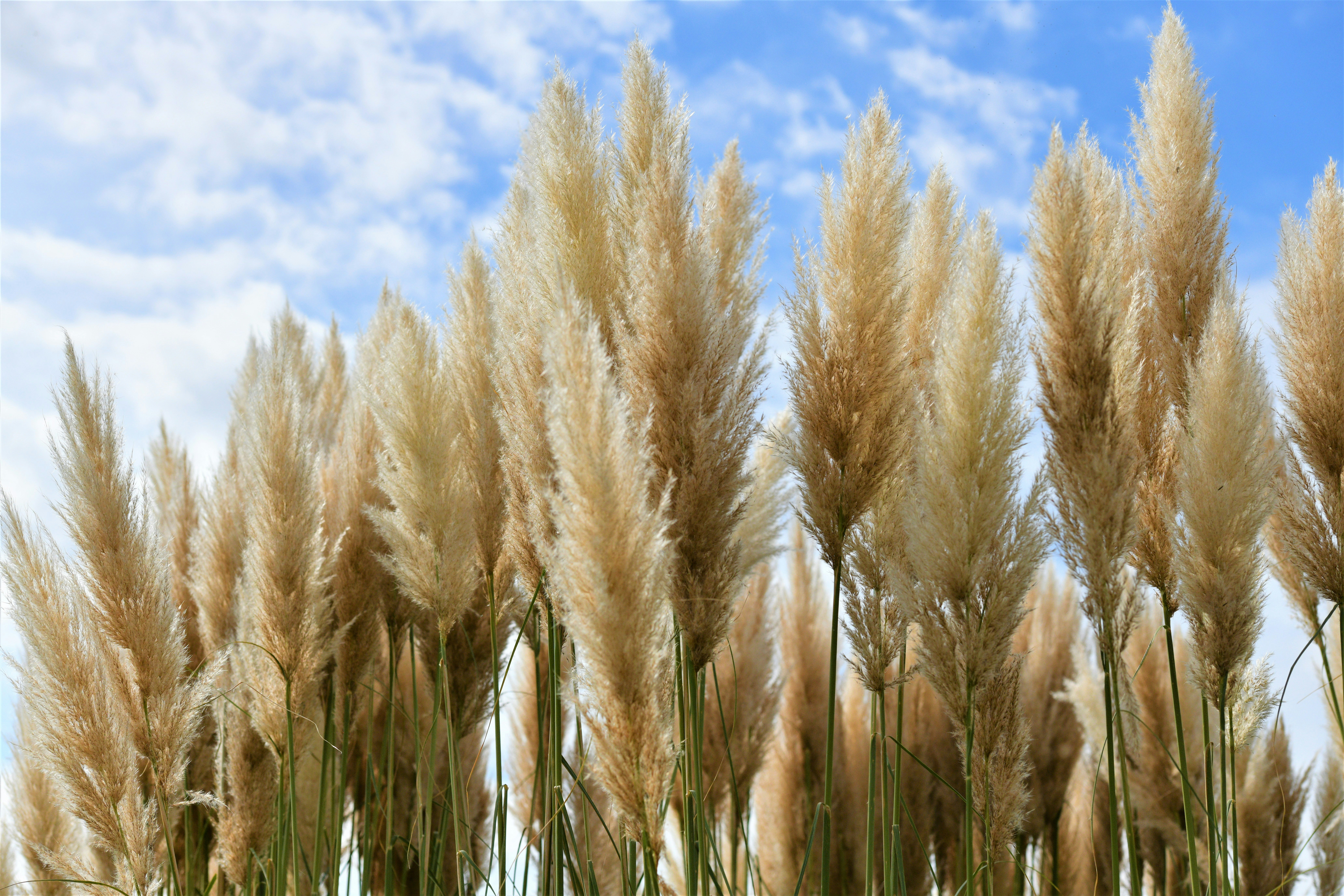 Golden Plume Dawn: Tall Pampas Grace Against a Bright Blue Sky