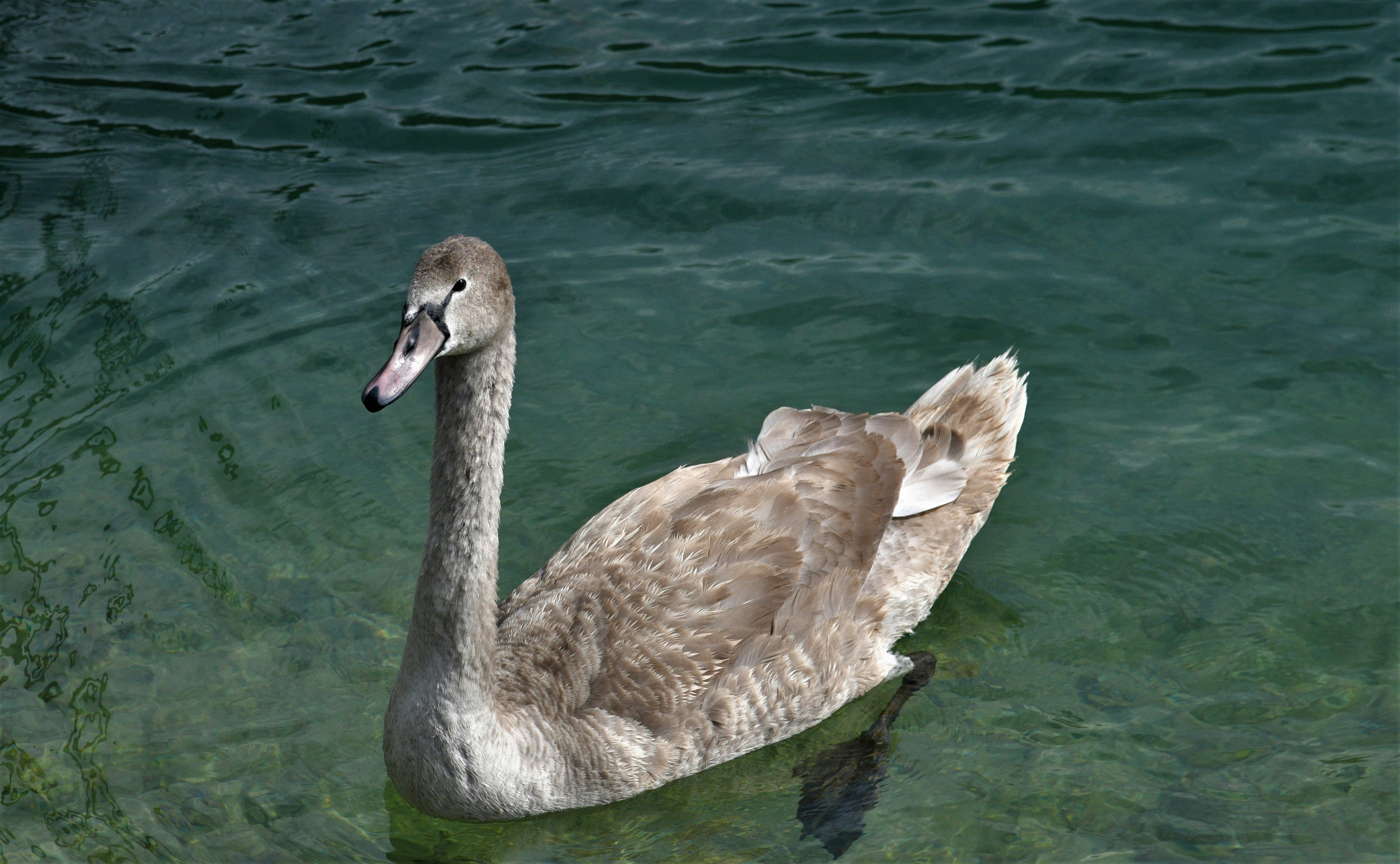 young grey swan swimming in lake