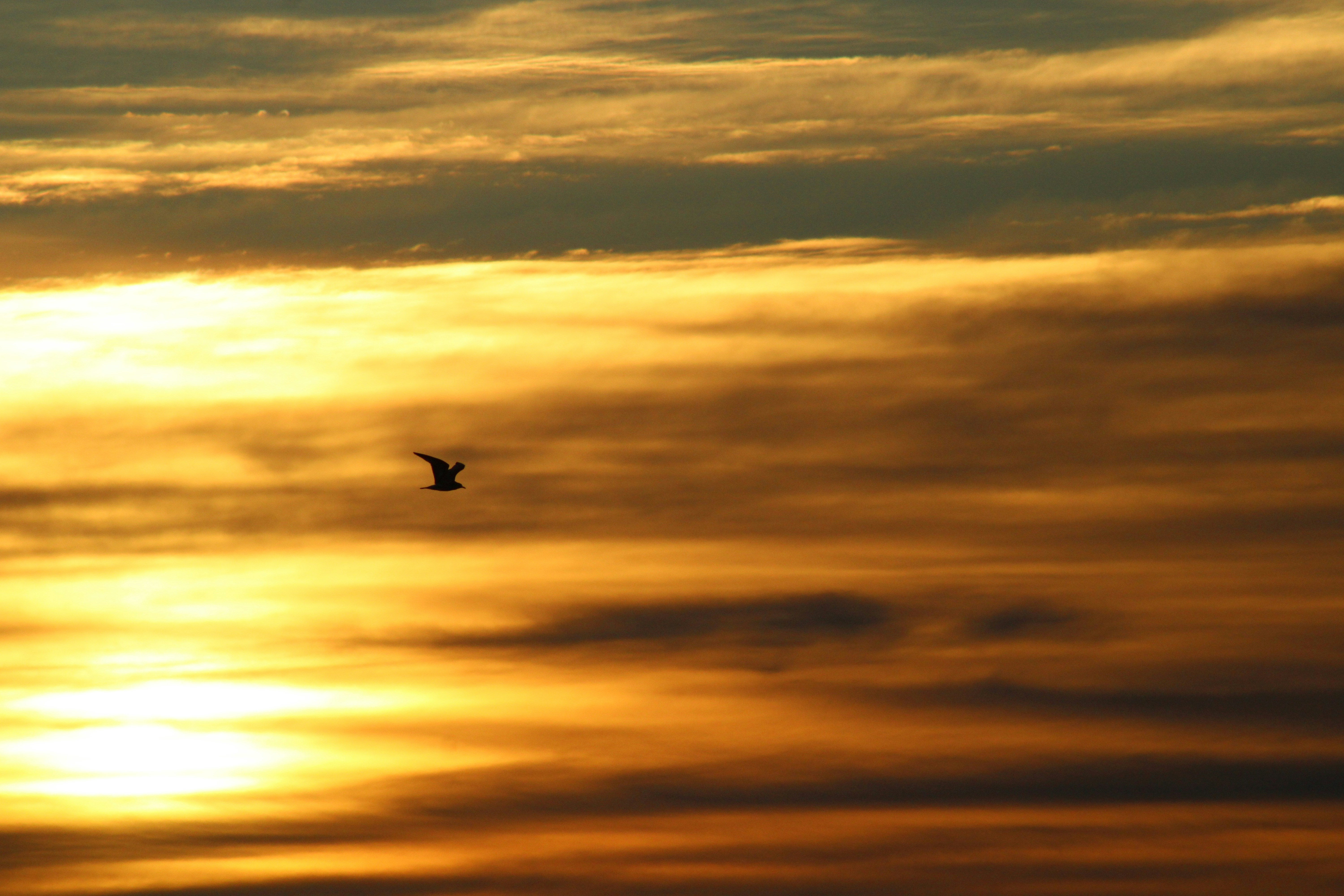 A bird glides through a vibrant sunset, silhouetted against a canvas of golden and orange hues.