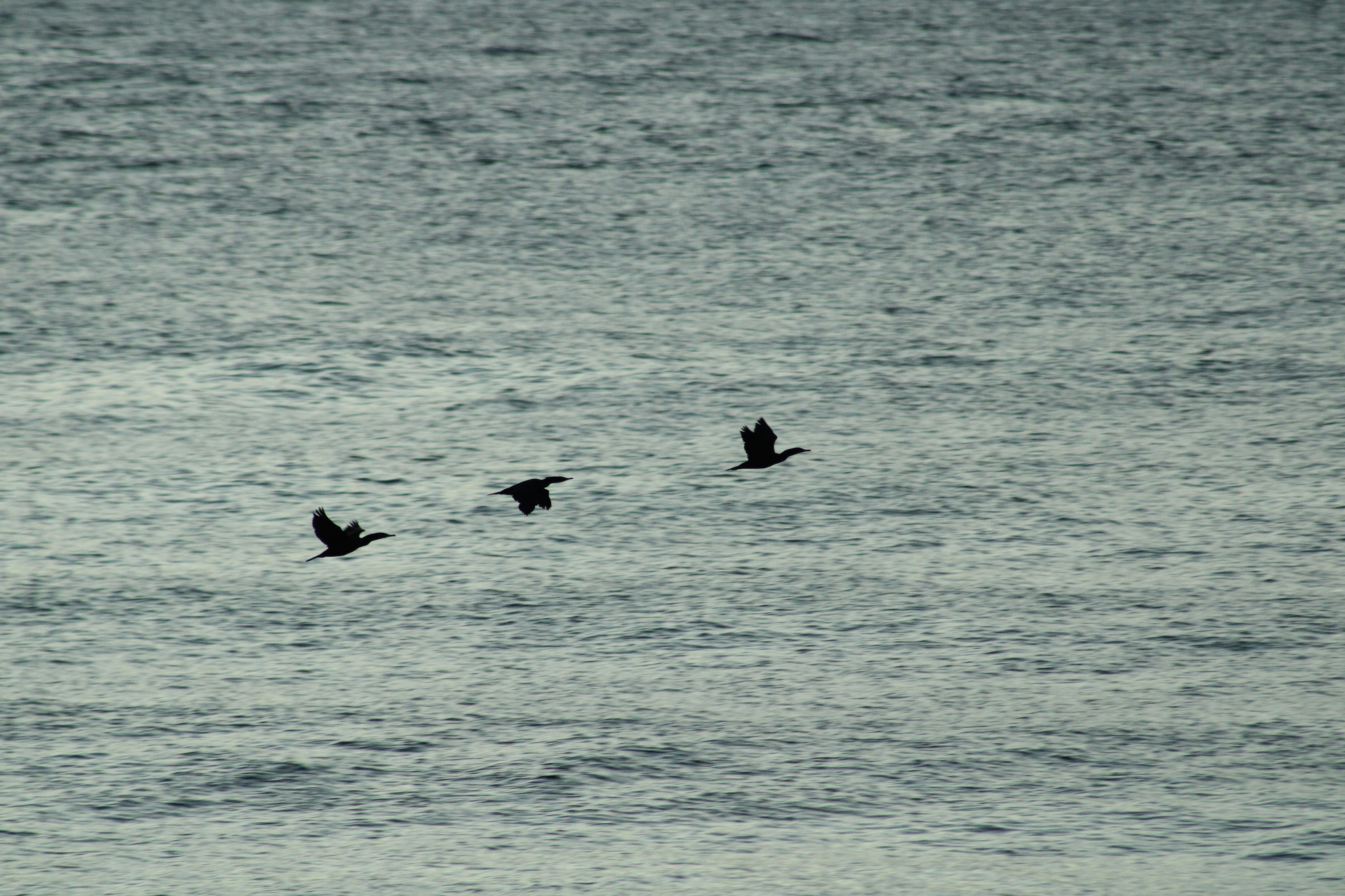 Birds flying over water photo – Free Flying bird over sea Image on Unsplash