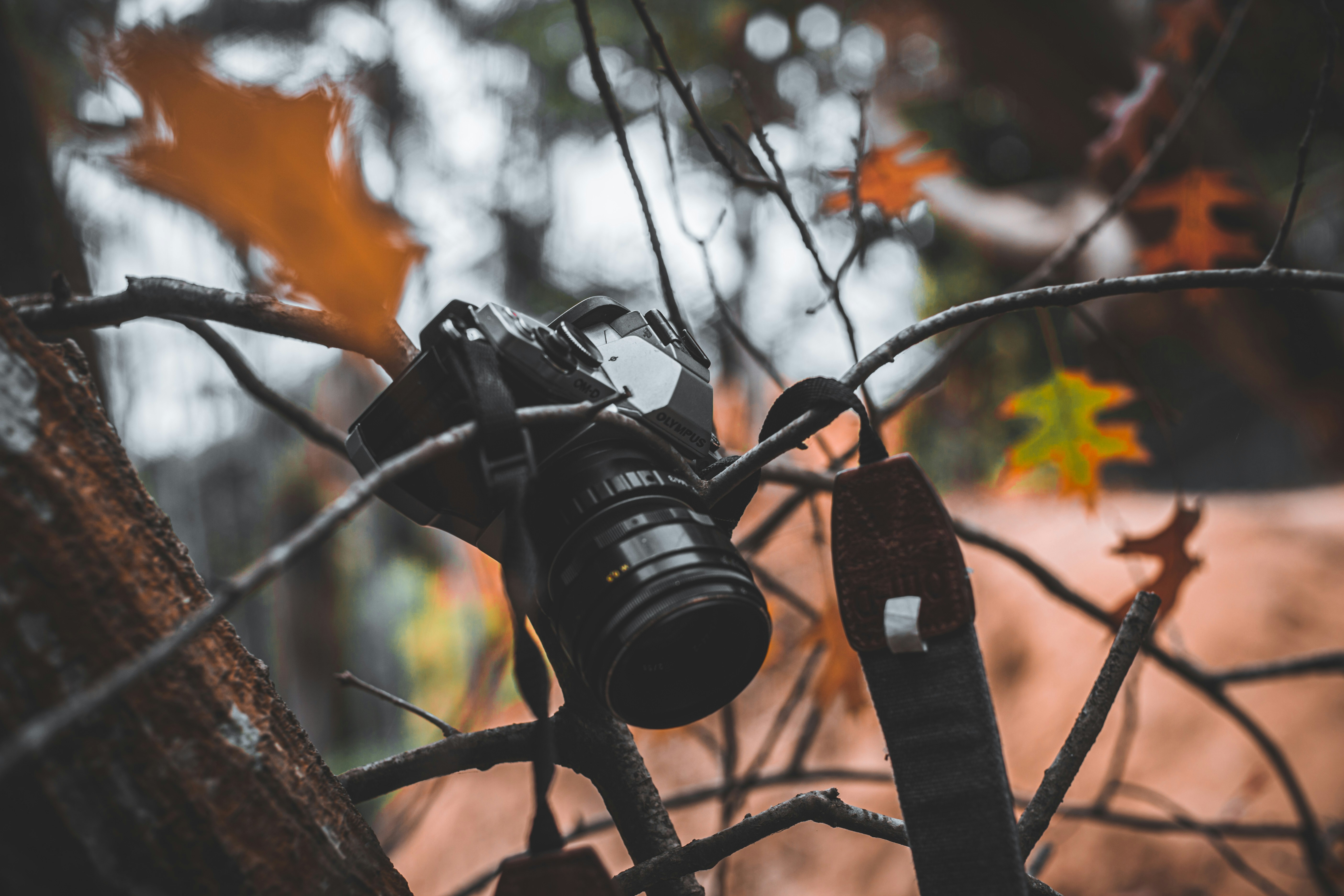 A camera on a tree branch photo – Free Electronics Image on Unsplash