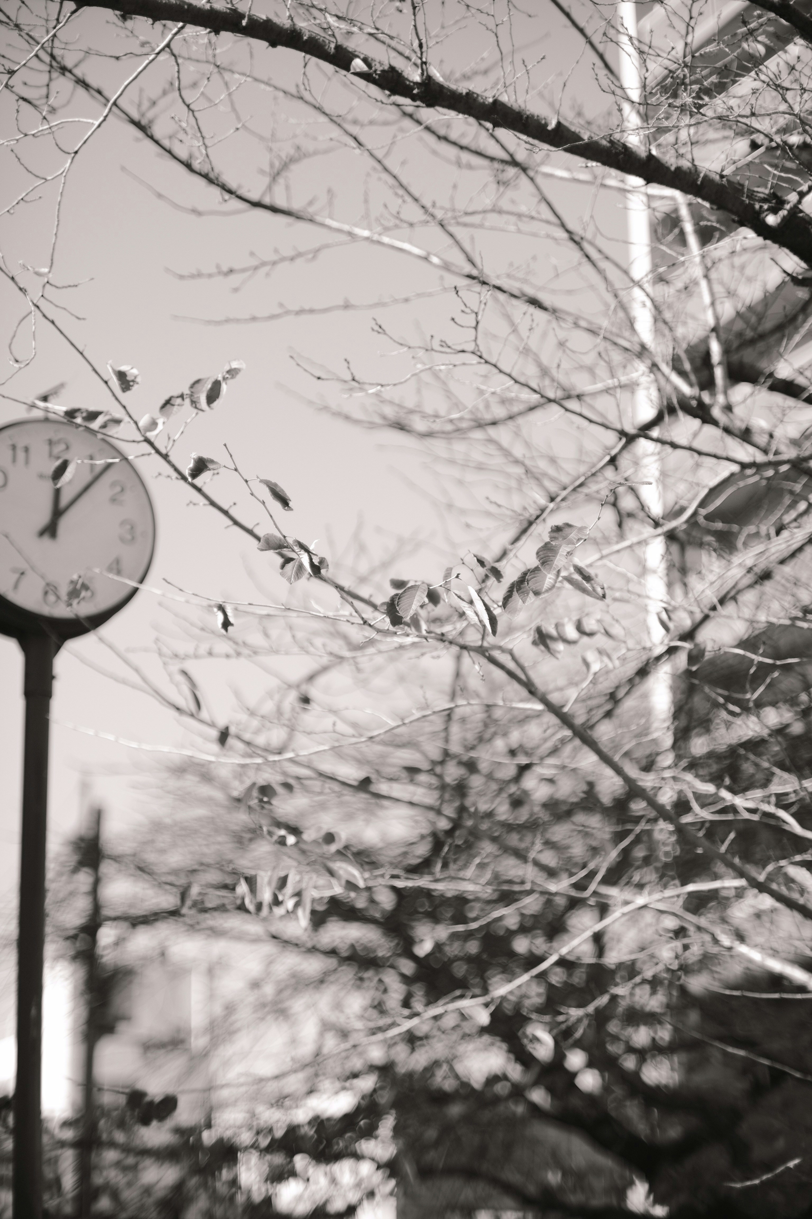 a clock on a tree