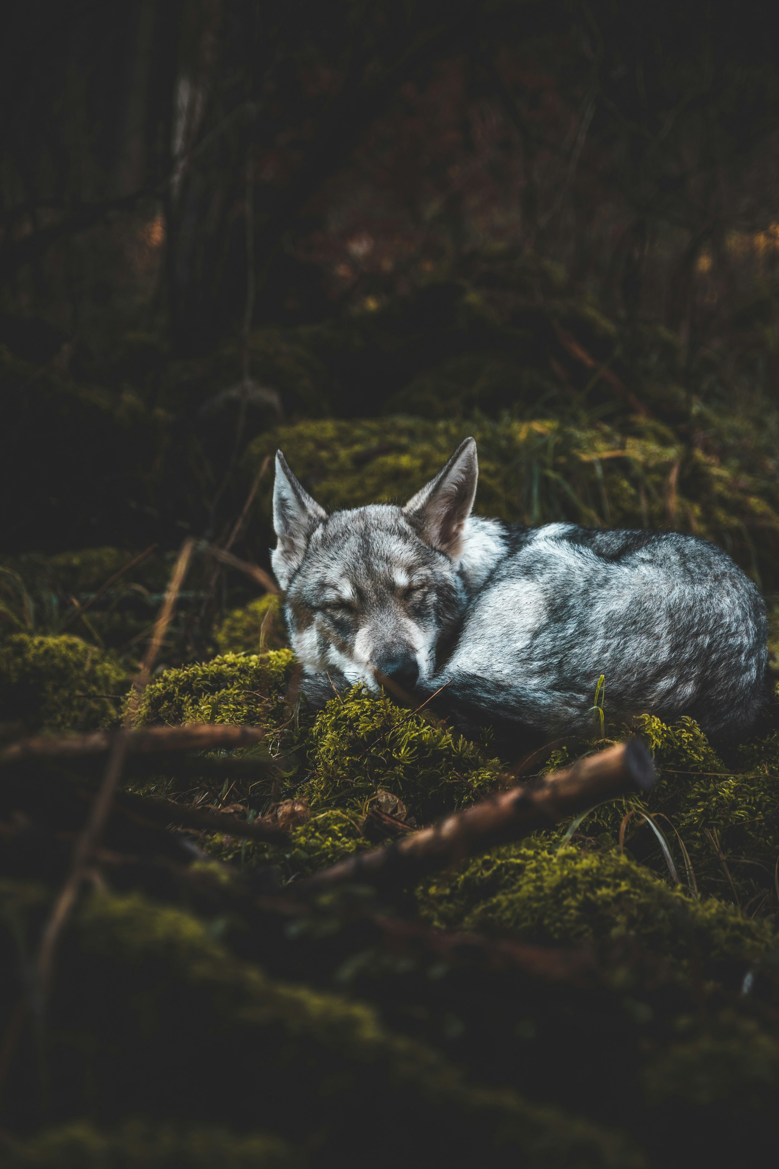 Fall Asleep Pictures | Download Free Images on Unsplash