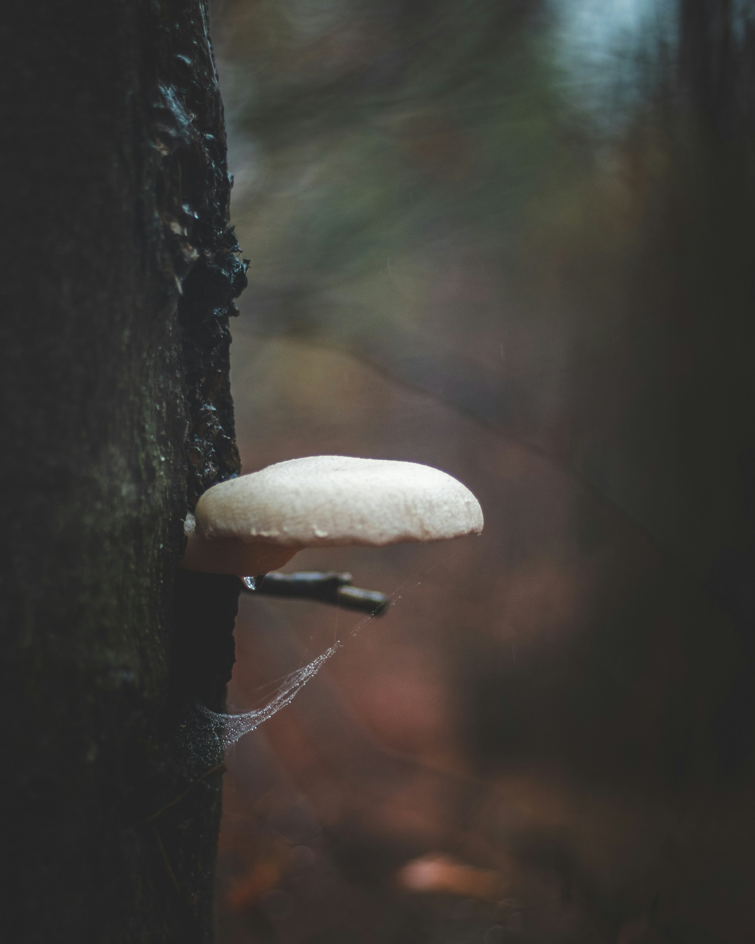 Quiet Cap on a Damp Trunk: a lone shelf fungus in a shadowed forest.