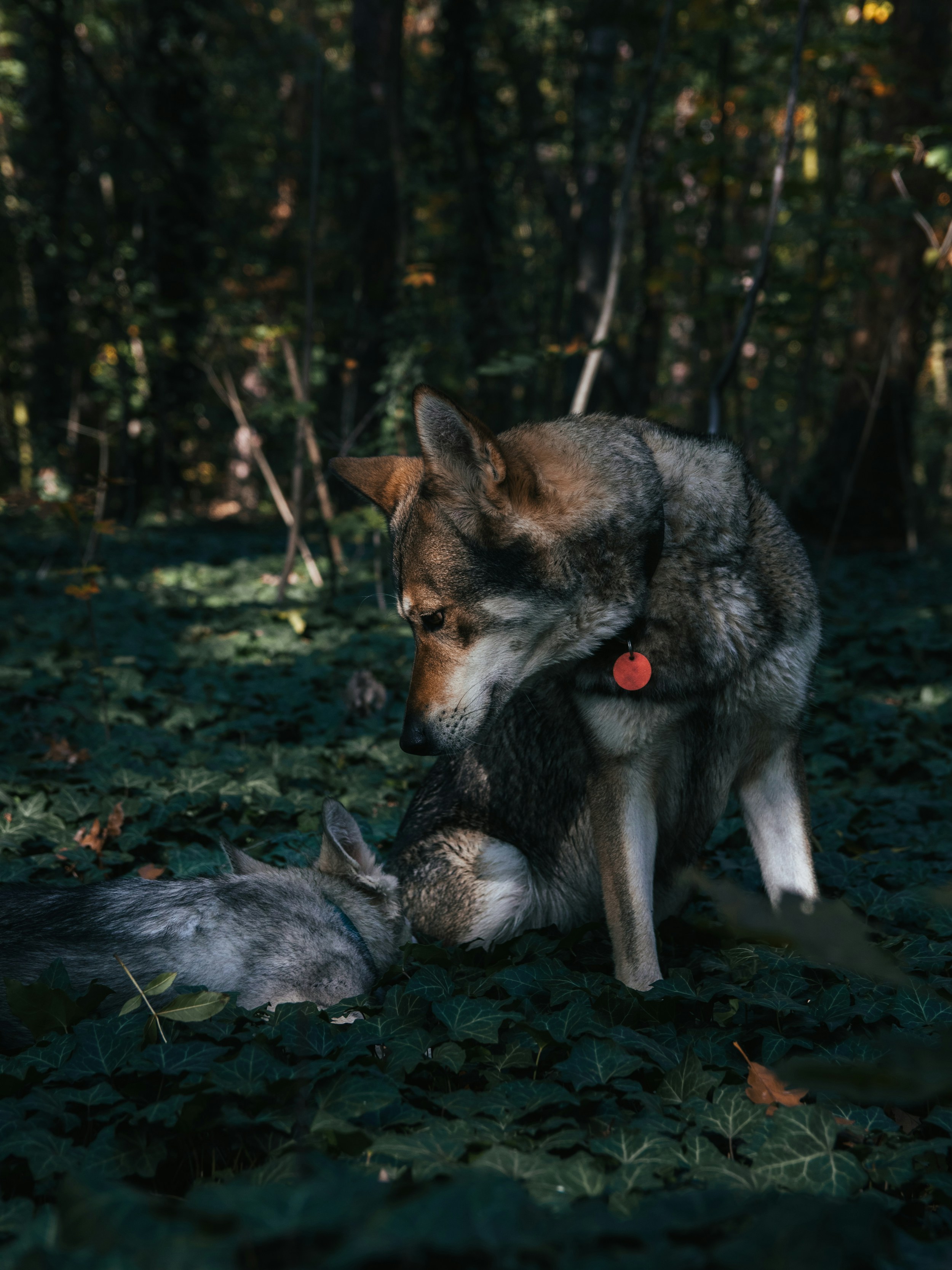 Red Tag in the Ivy: A Quiet Canine Moment in the Forest