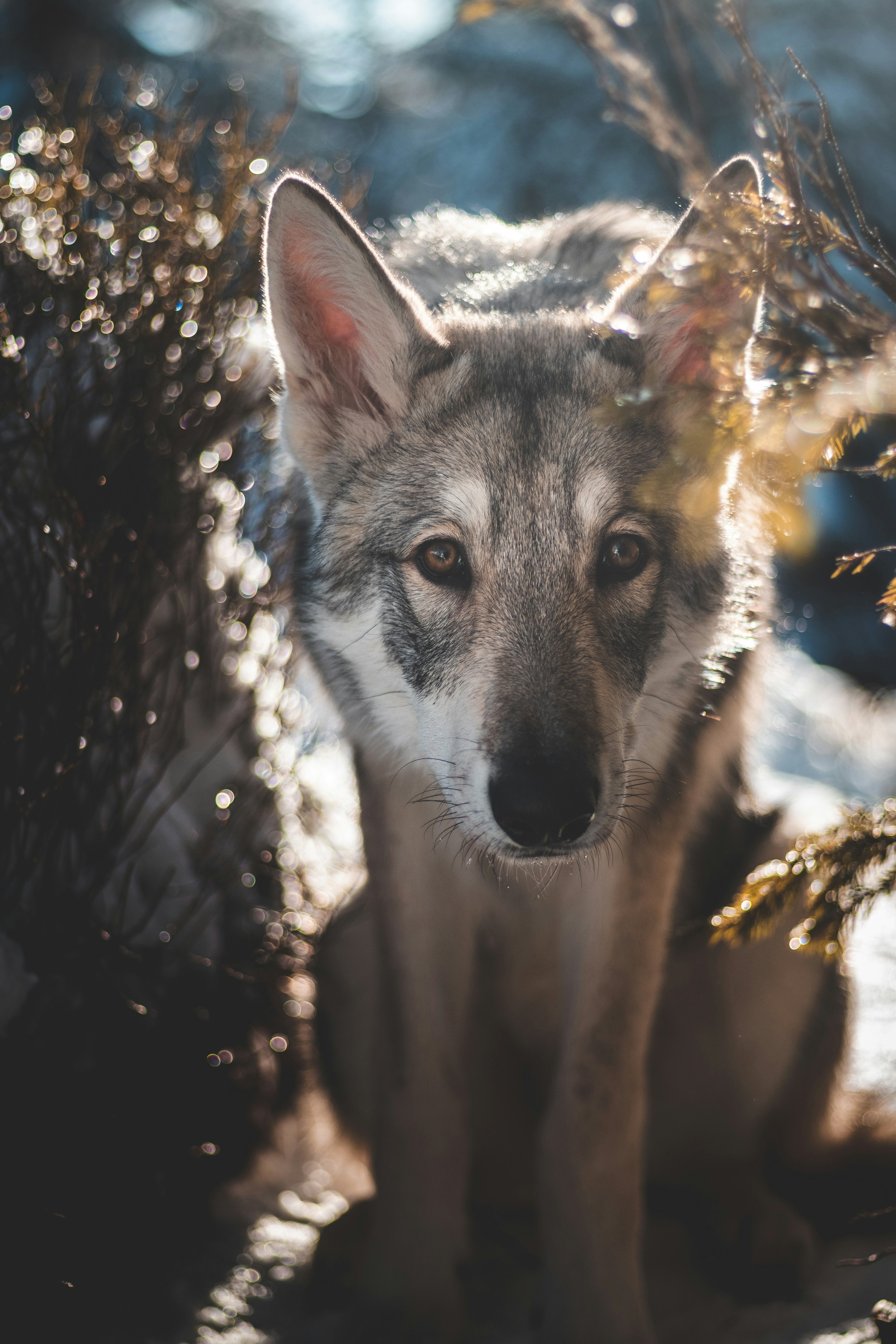 Backlit Gaze in Snow-Dusted Pines: A Wolf-Dog Portrait