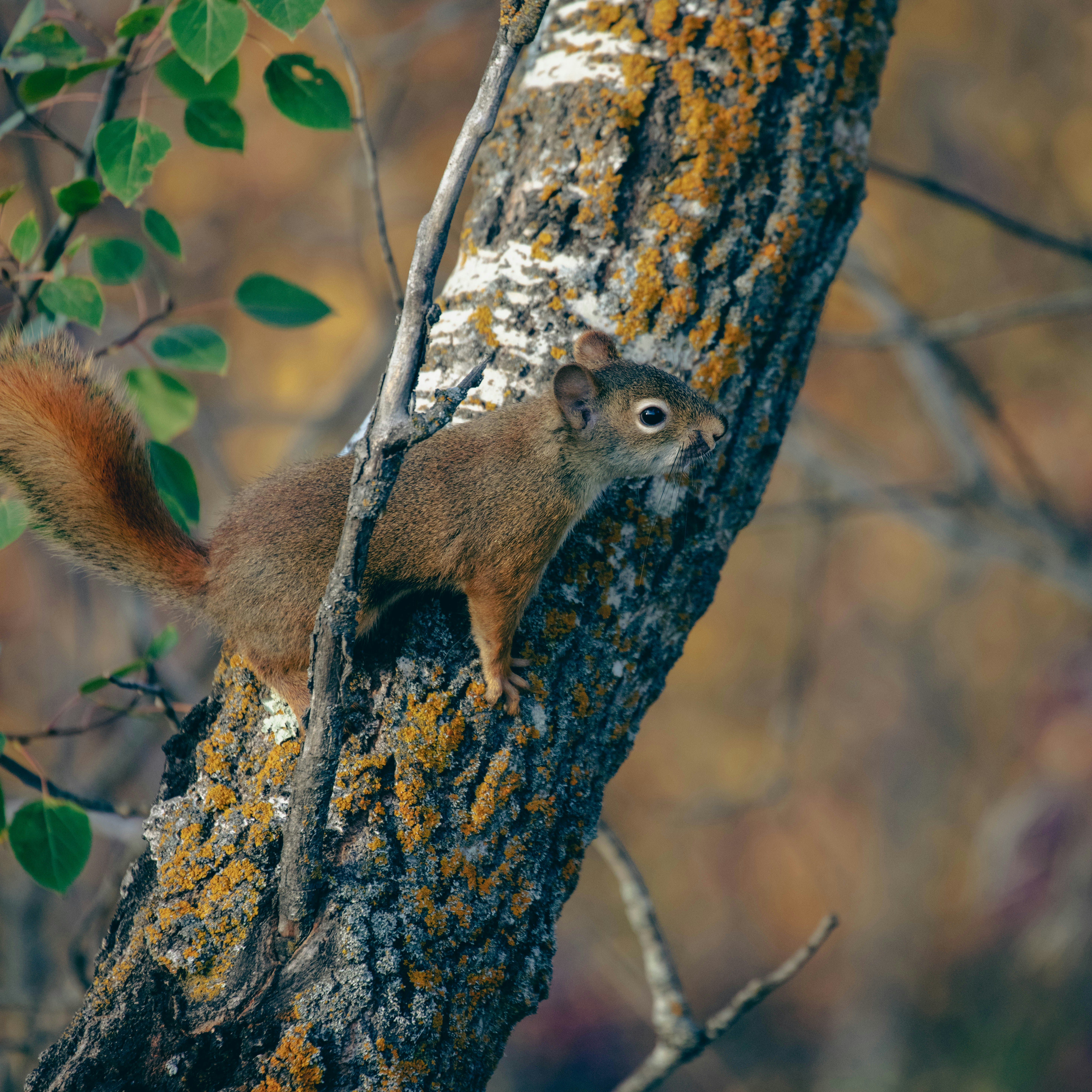 Lichen-Clad Climber: A Squirrel on a Mossy Trunk