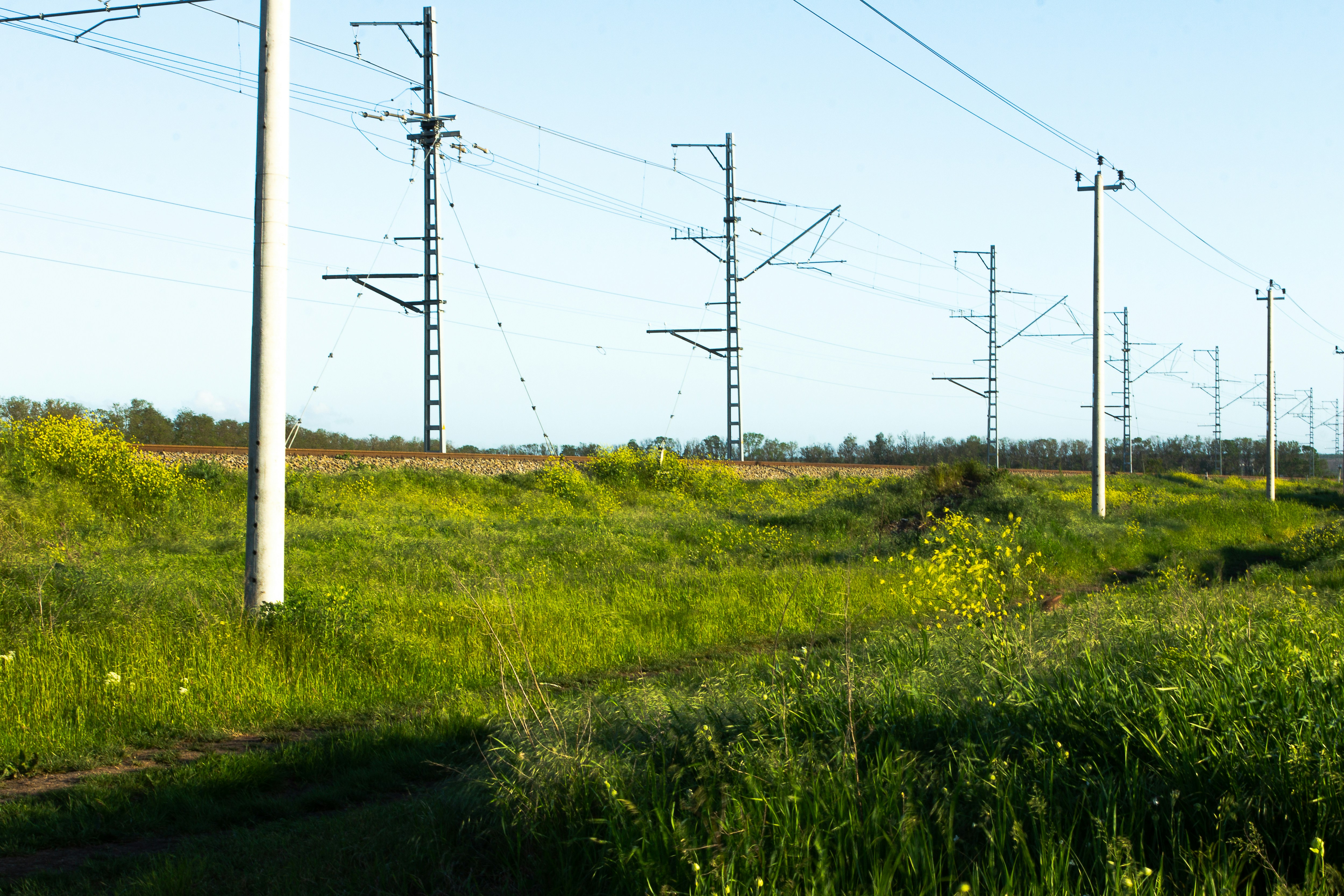 A field of green plants with power lines and telephone poles photo ...
