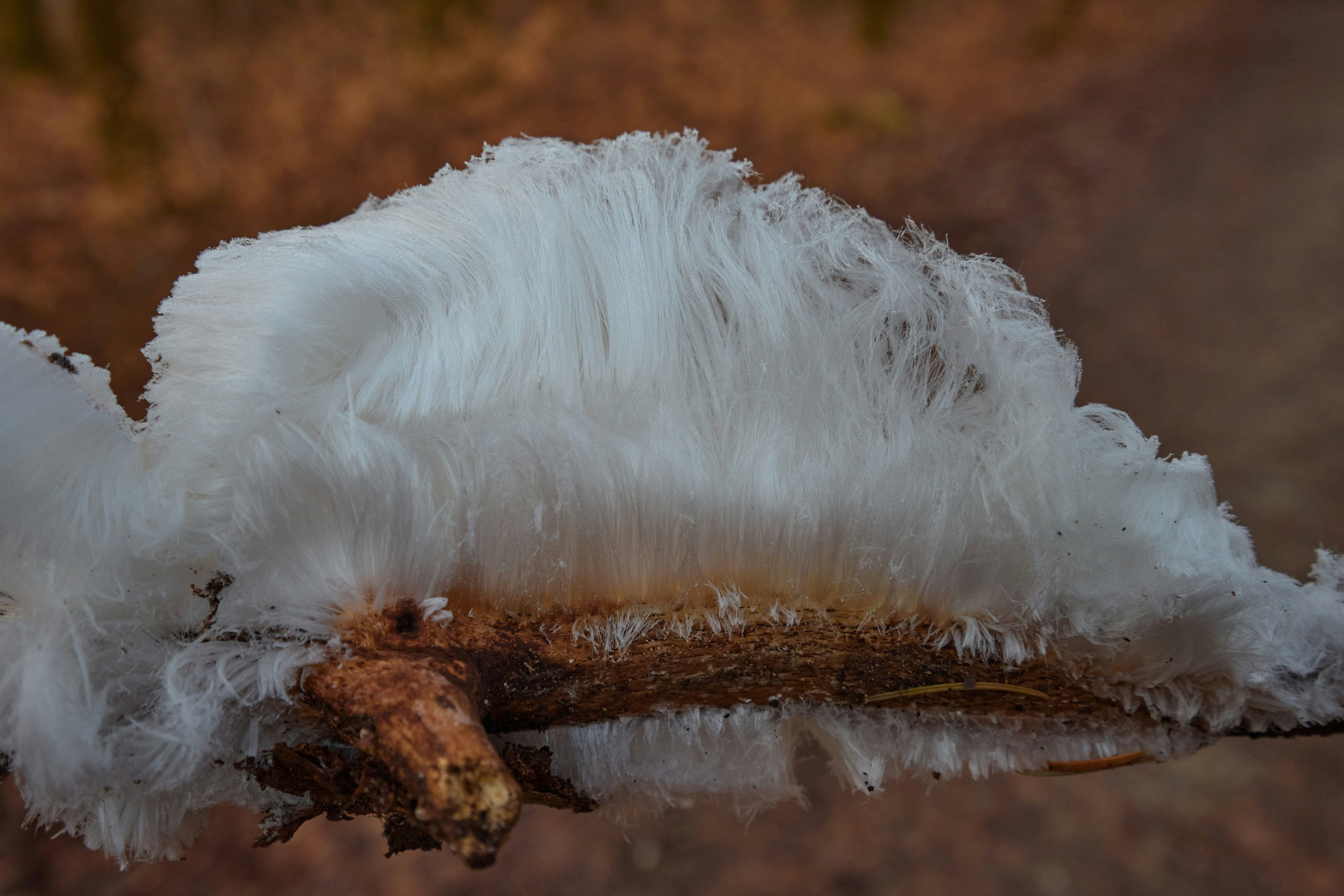 Frost Fringes a Twig Against an Amber Backdrop