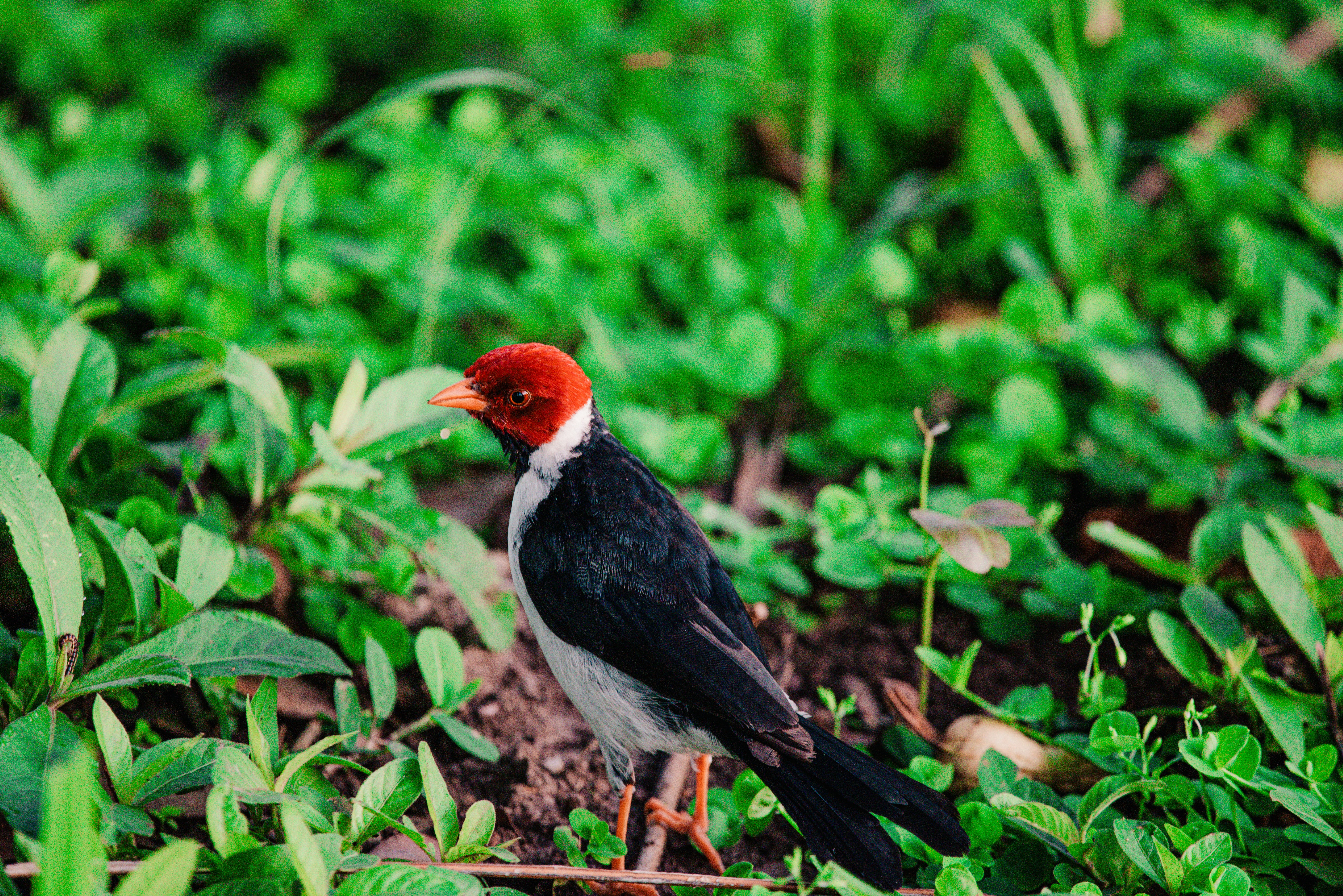 Scarlet-Capped Songbird Among Lush Greenery