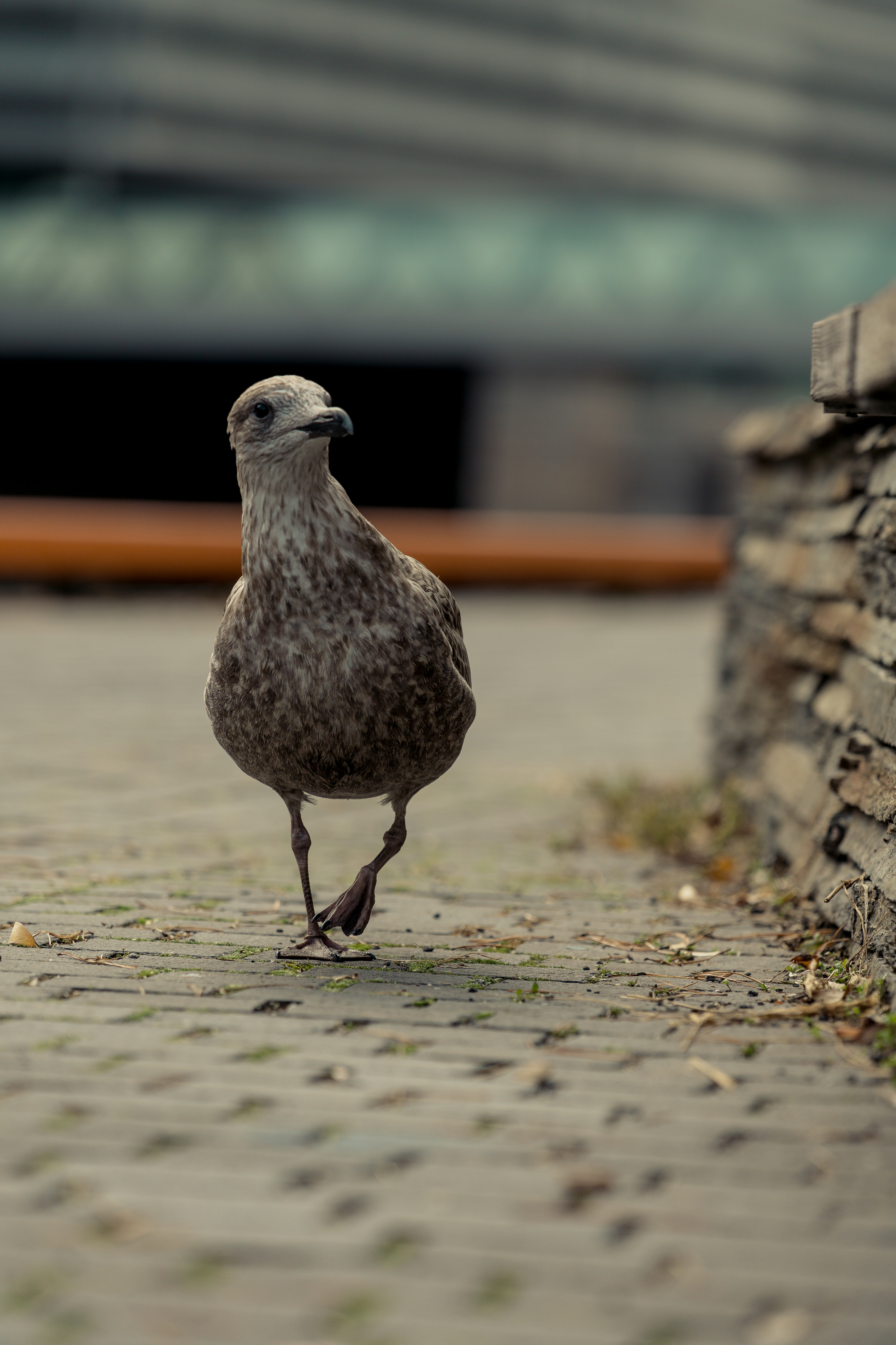 A cute bird walking in the streets of Oslo.