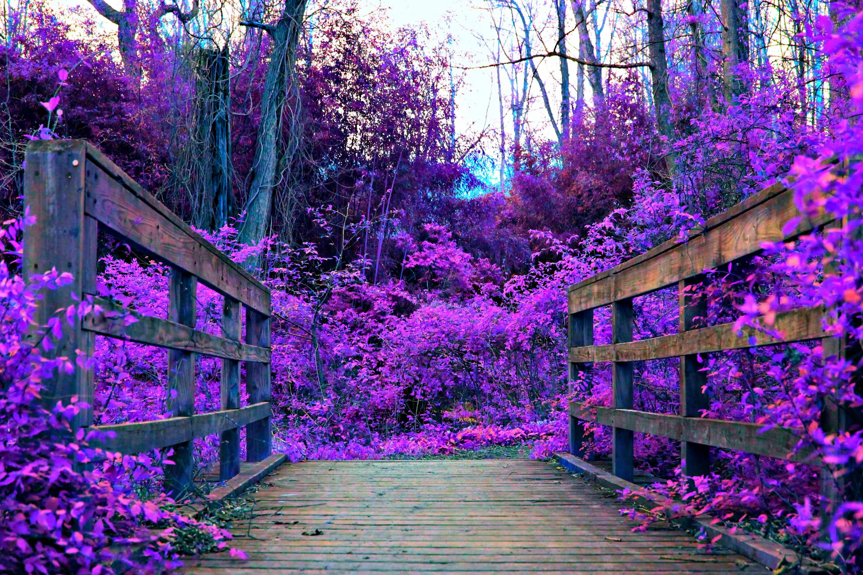 A wooden bridge with purple flowers photo – Free Virginia Image on Unsplash