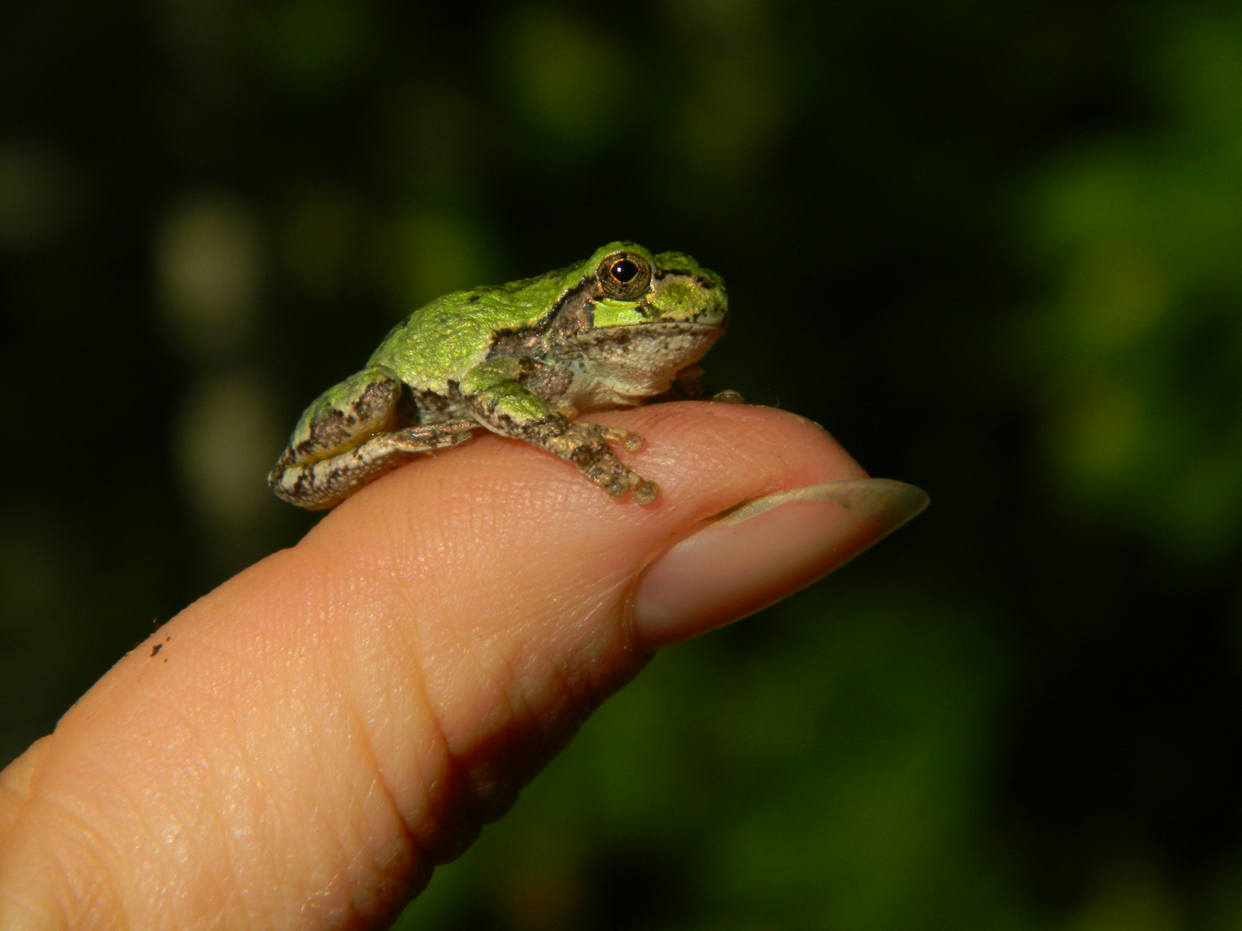 Close-up of a small green frog perched on a fingertip against a blurred leafy background.