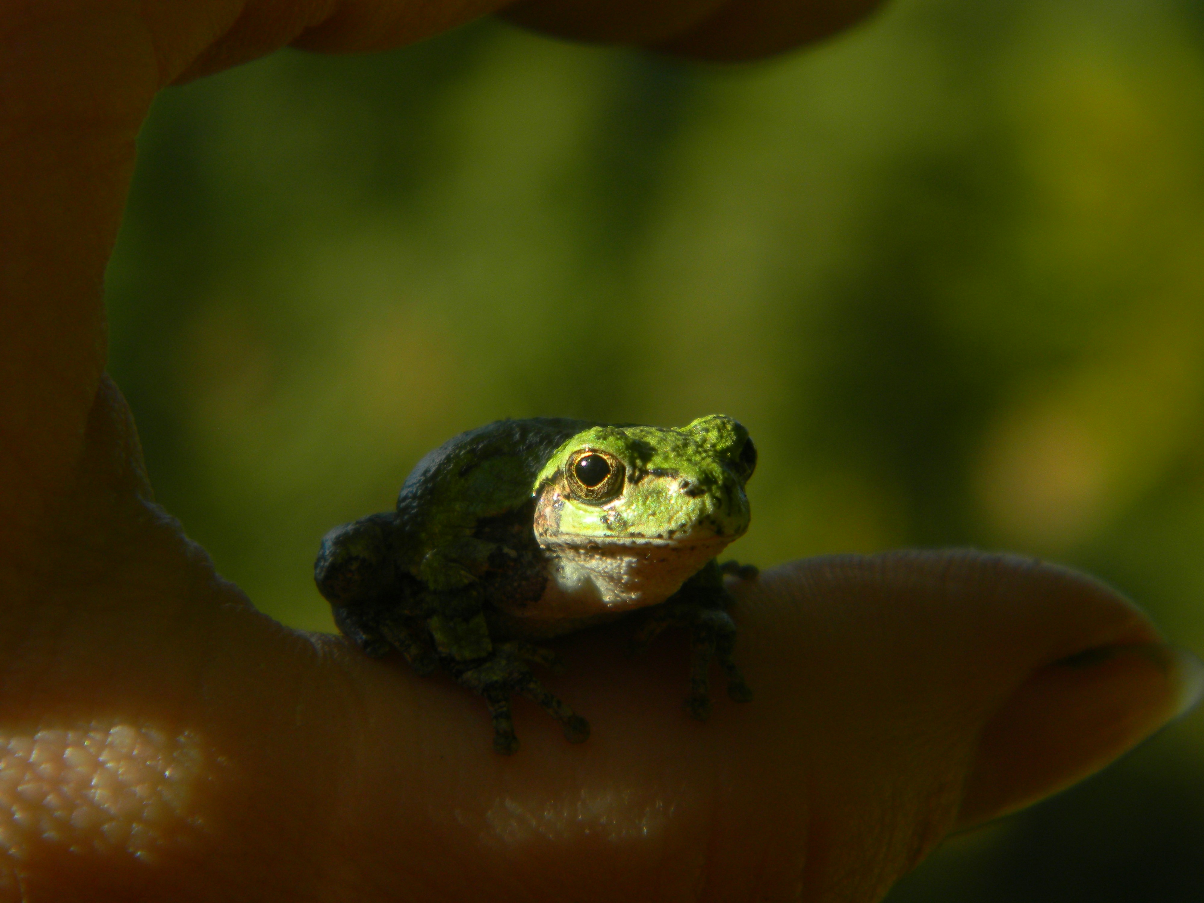 Eastern Gray Treefrog - Green