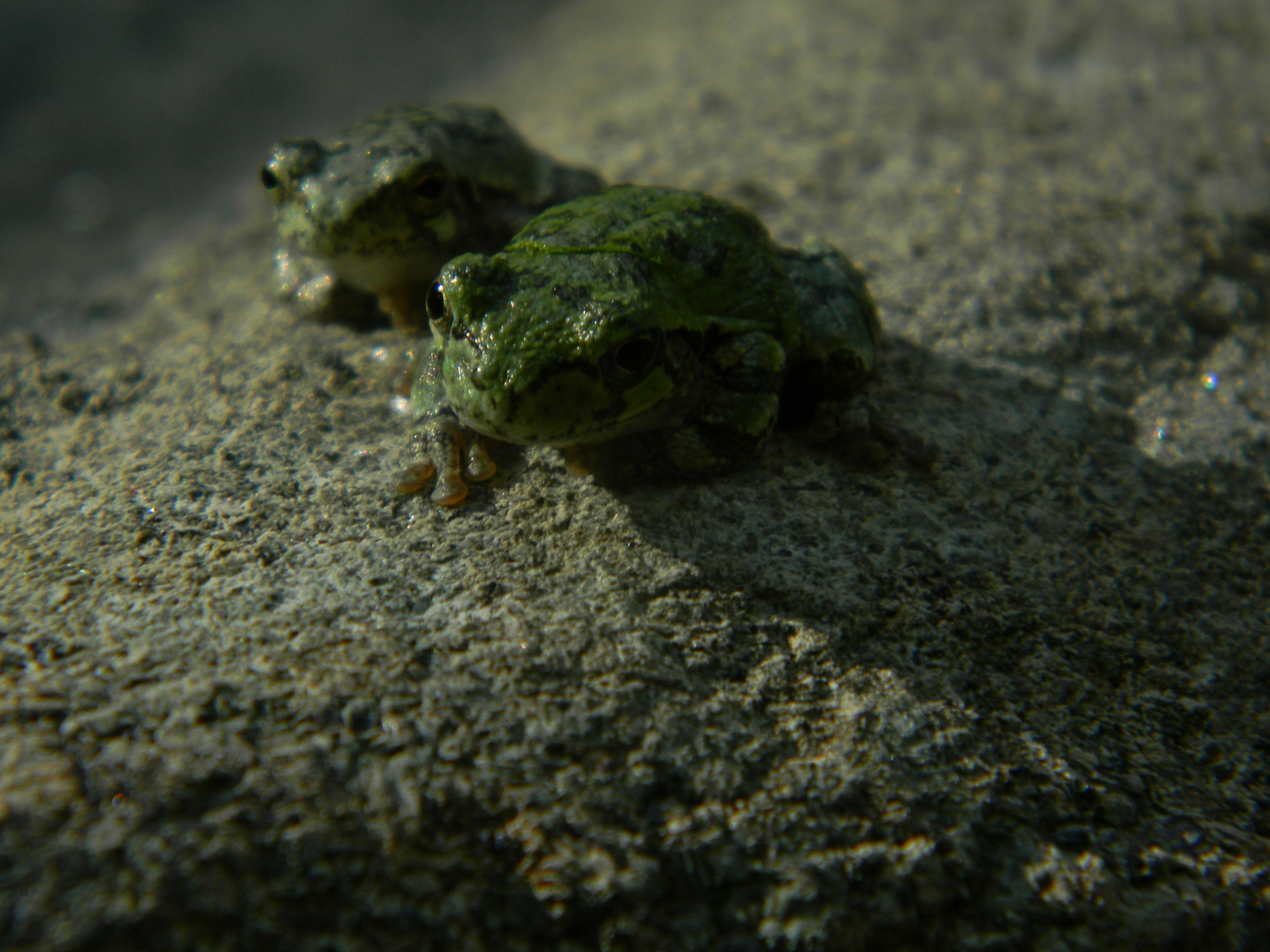 Two Eastern Gray Treefrogs
