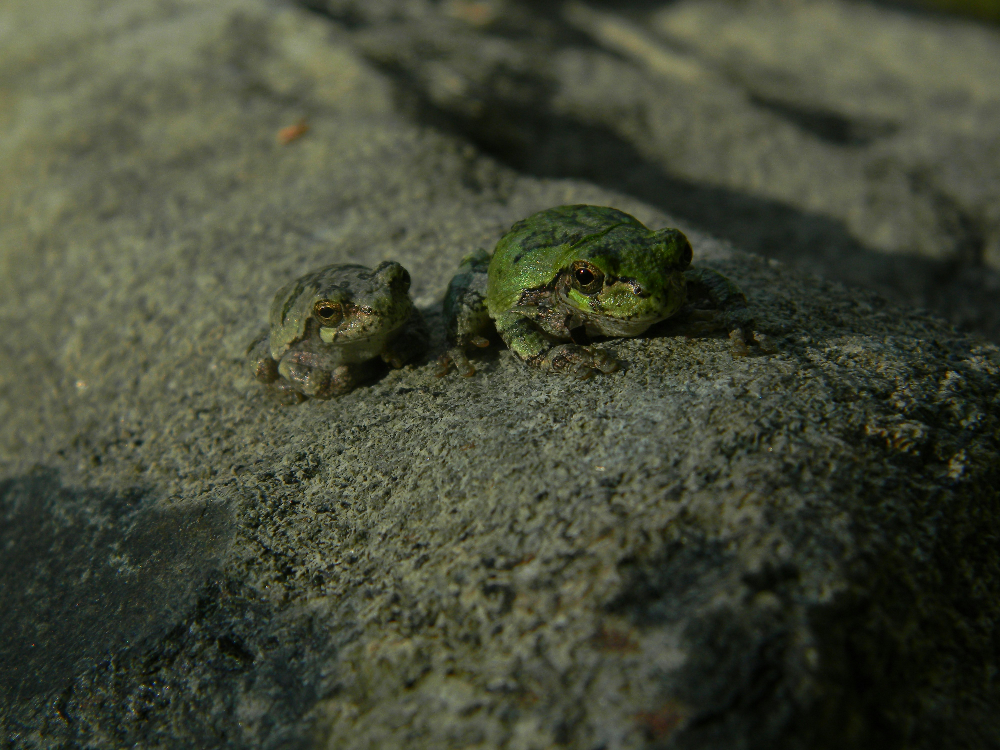 Two Eastern Gray Treefrogs