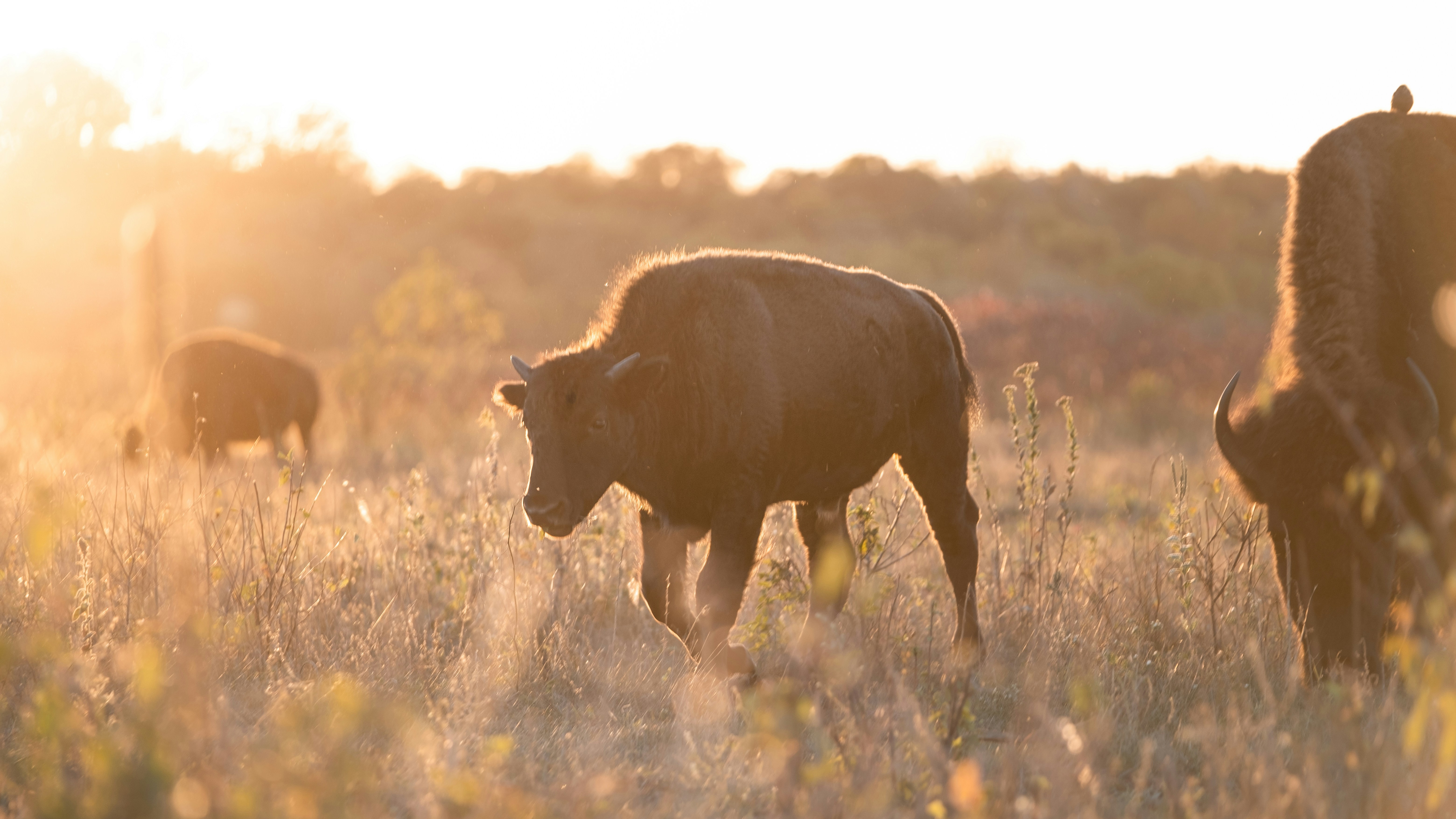Bison grazing in a sunlit field during the golden hour.