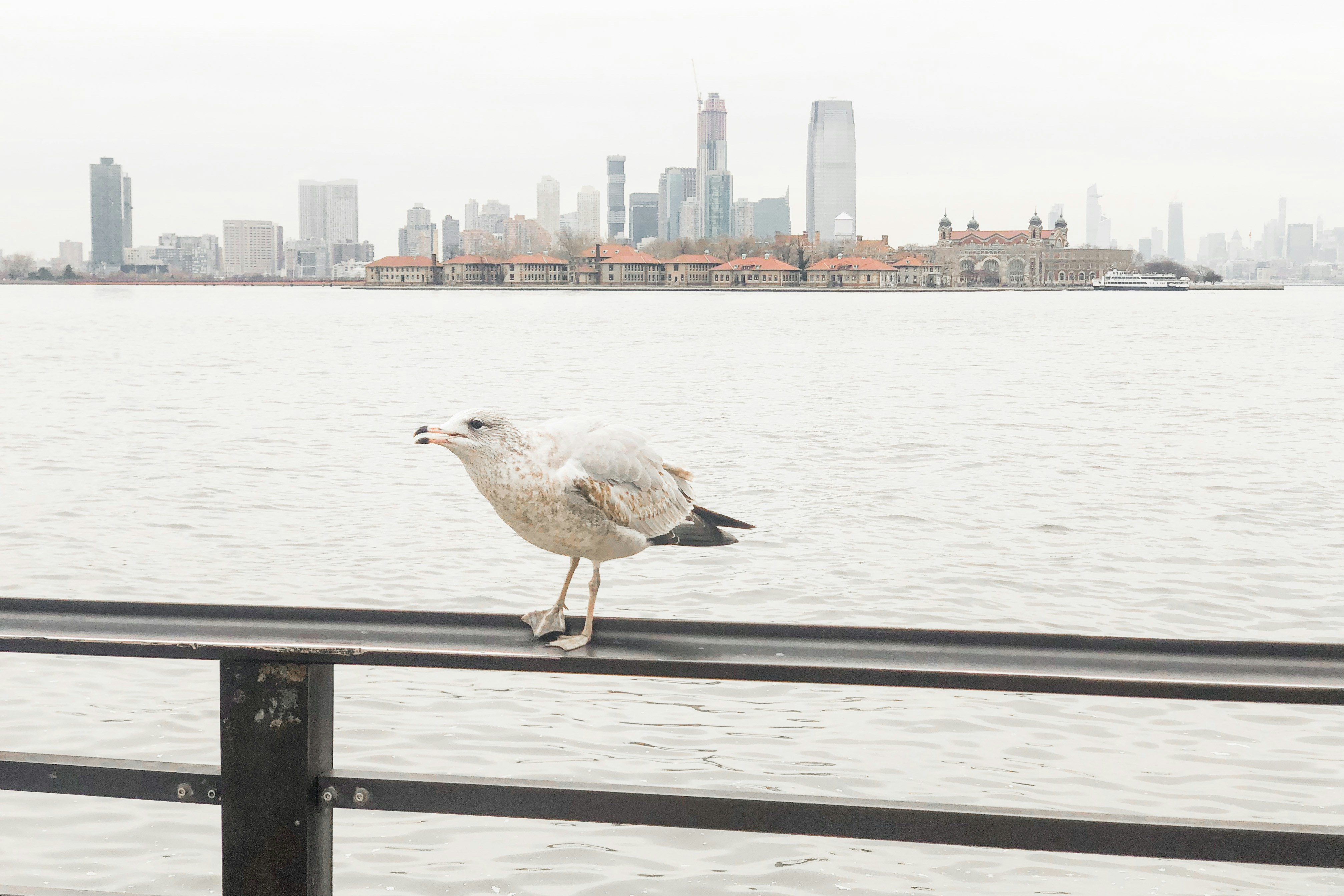 Seagull at the Waterfront: Quiet Horizon and Cityline