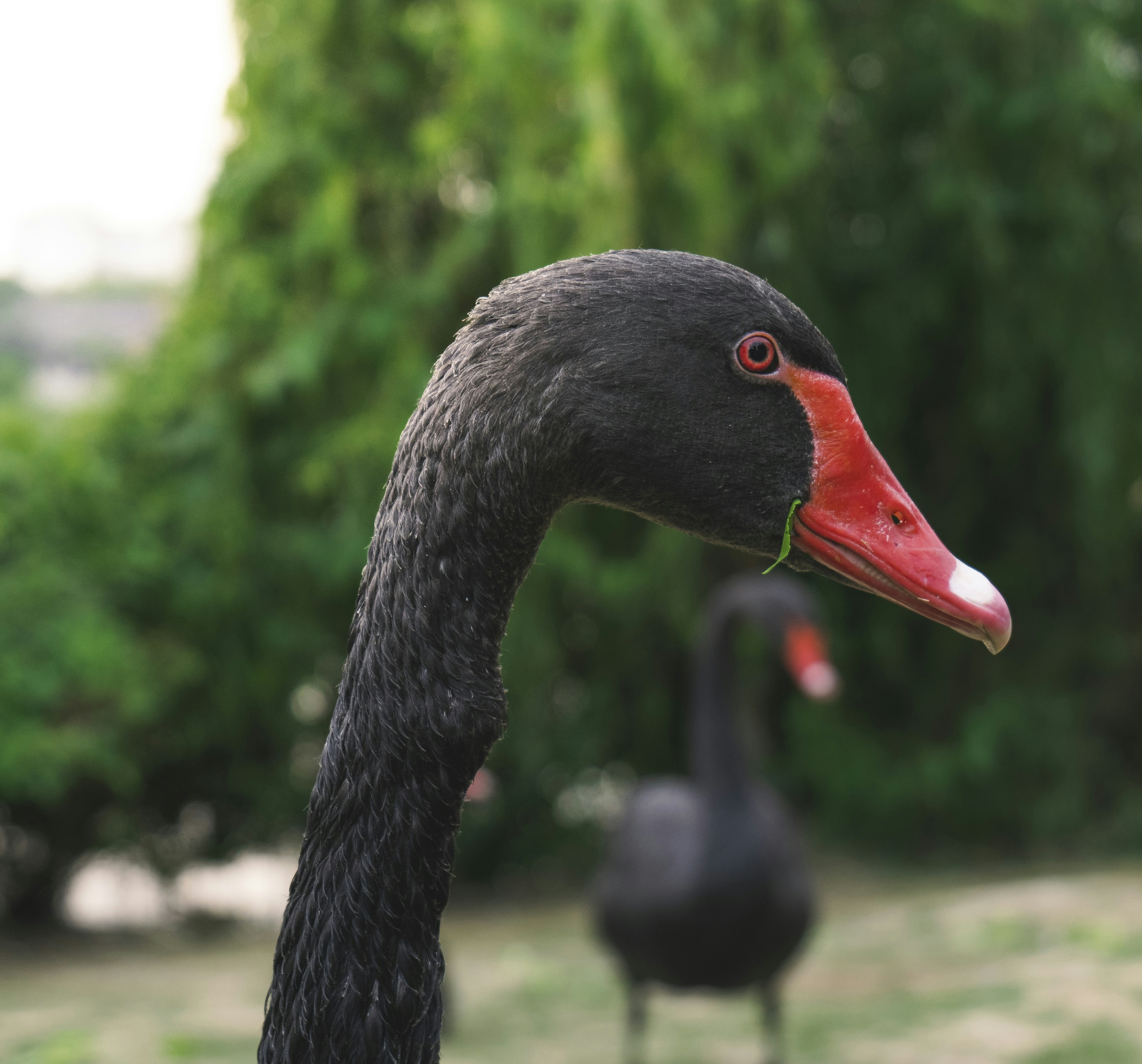 Intimate close-up of a black swan with a ruby beak in a sunlit park
