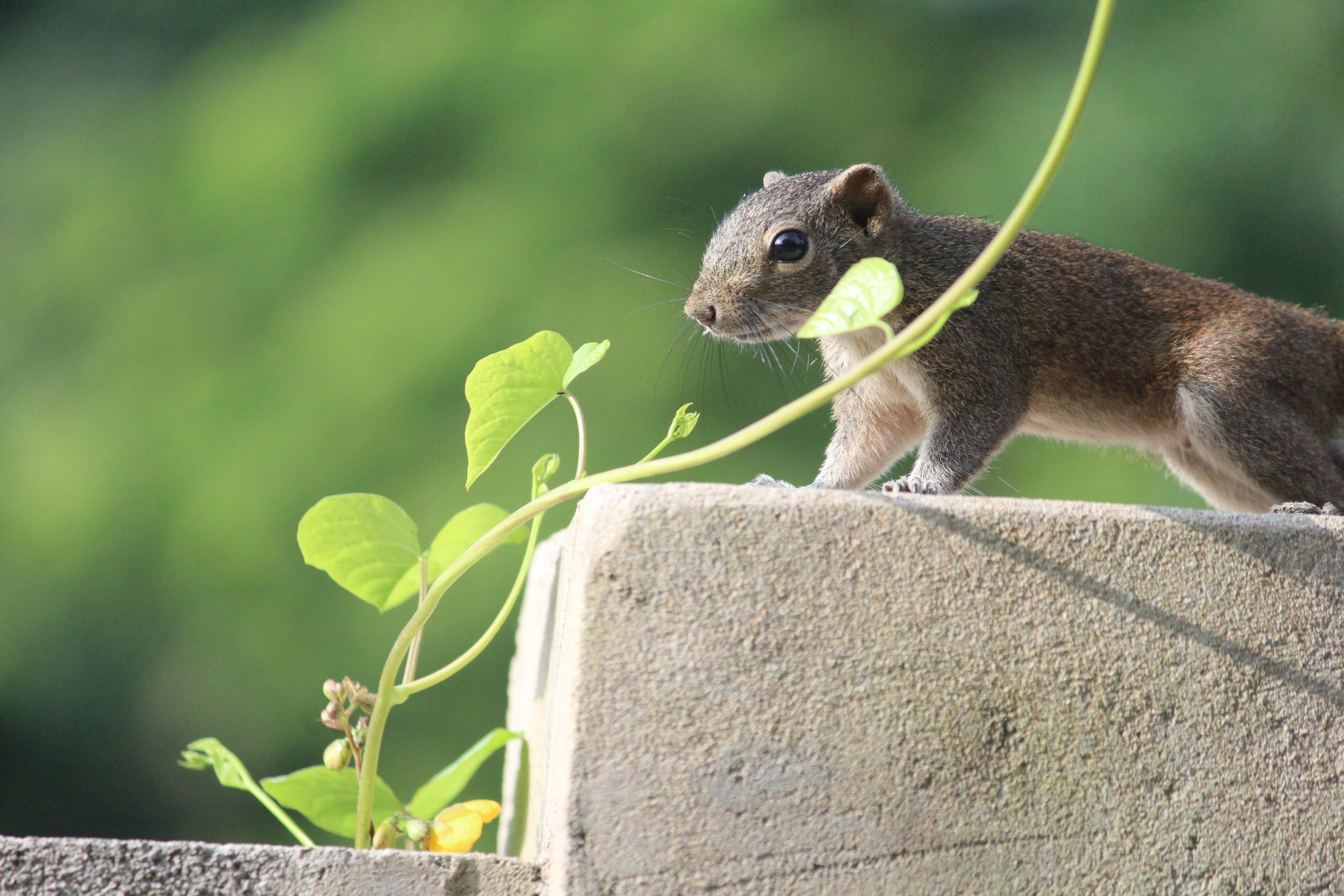 squirrel