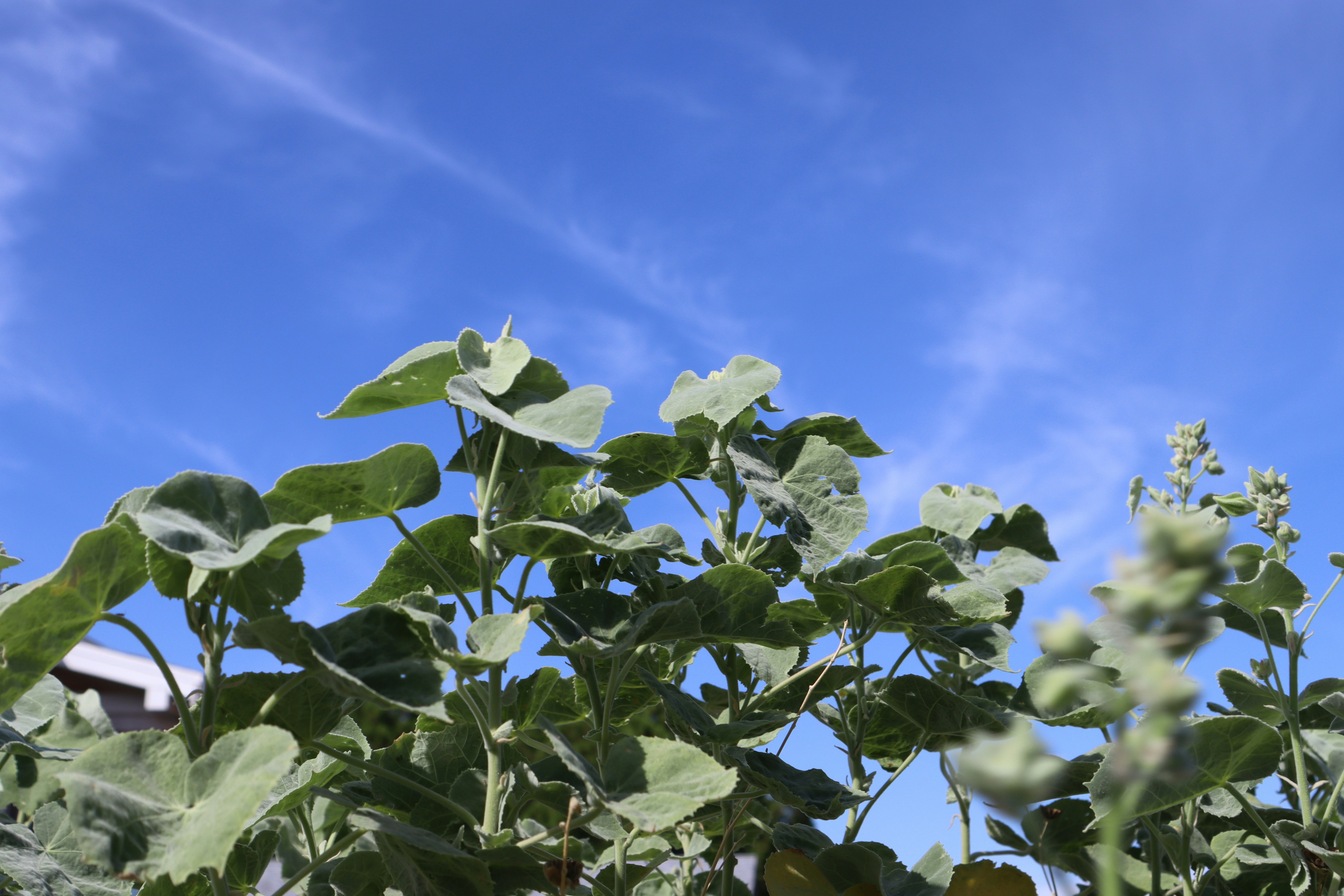 Leaves Against Sky: Fresh Greenery Reaches Toward a Clear Blue