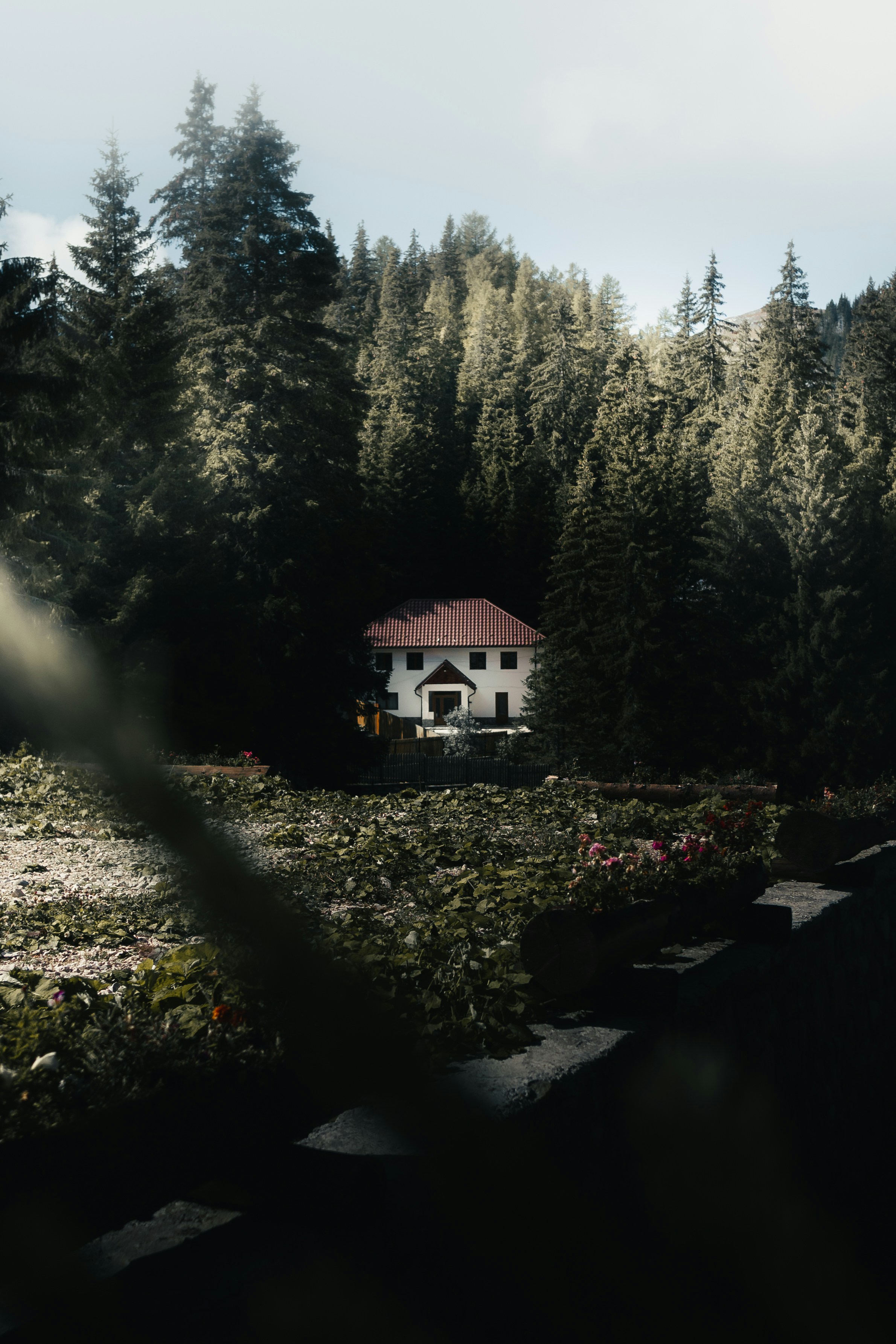 Secluded Alpine House Nestled Among Pines