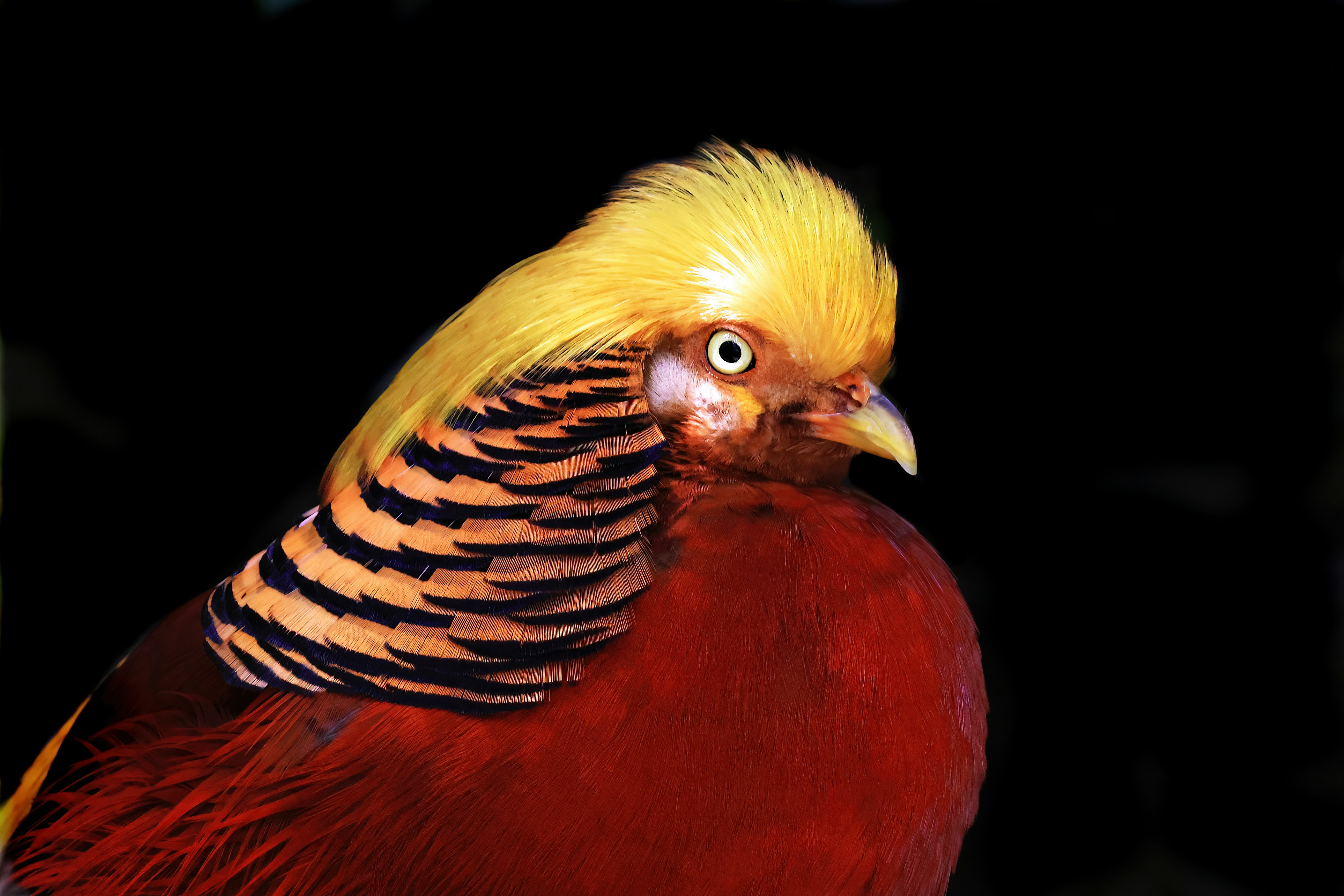 A Chinese Golden Pheasant in it's coat of many colours. The bird is in deep shade and I was lucky enough to photograph it just as a fleck of sun caught the eye.