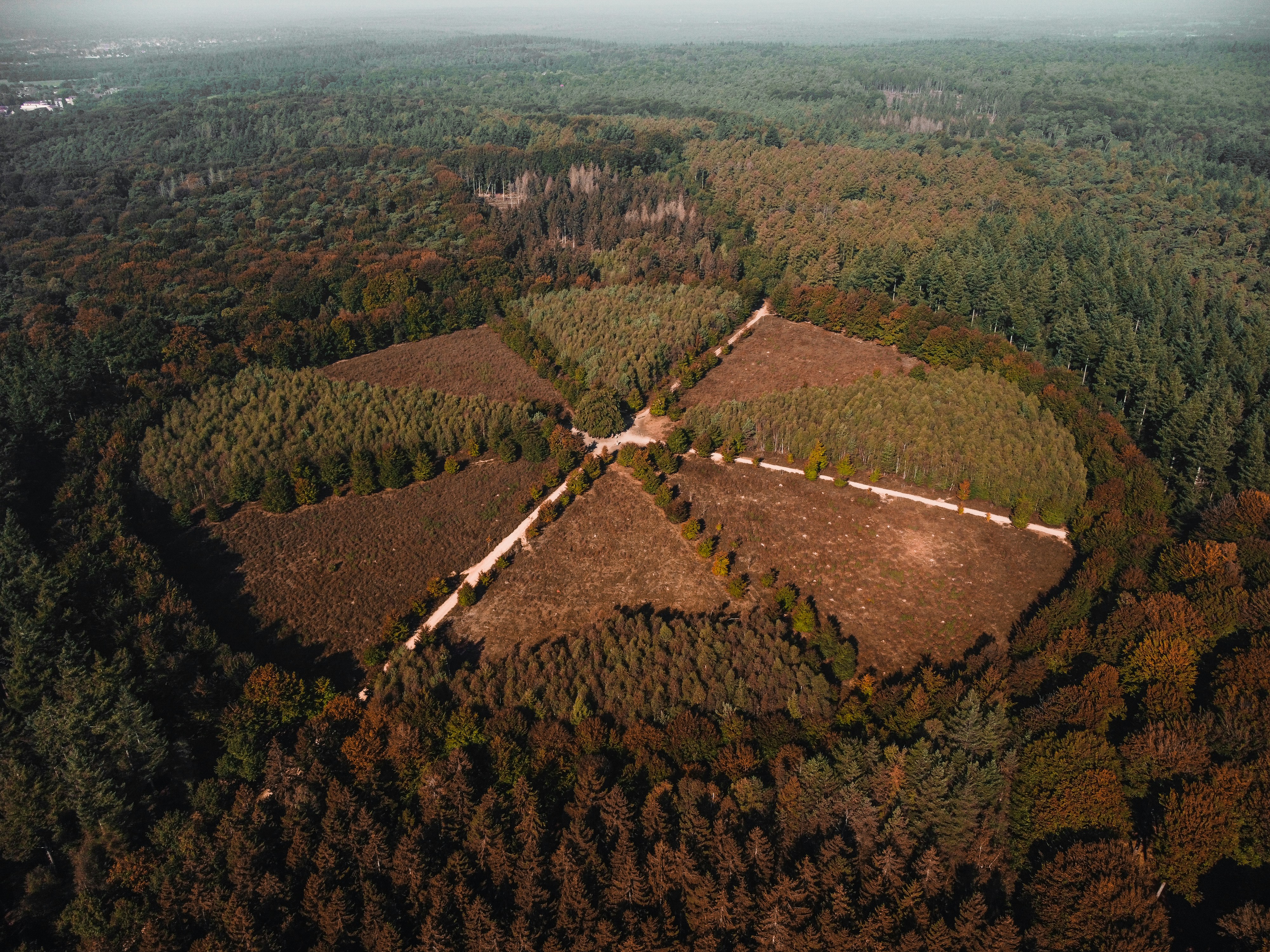 Autumn Crossroads: Aerial Geometry at the Forest Clearing