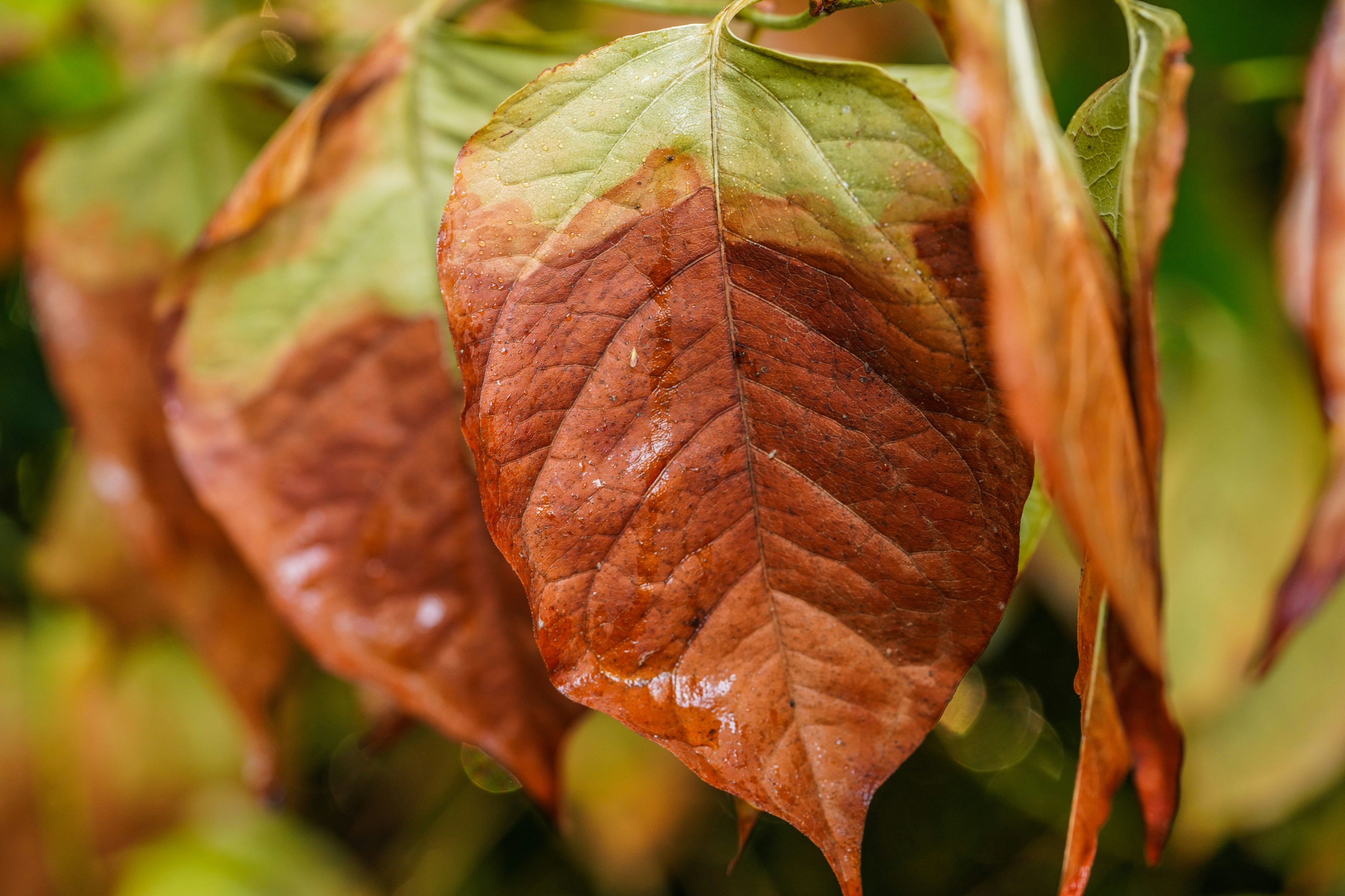 Dried leaves showcasing a gradient of earthy tones, highlighting the transition from green to brown. The intricate textures and water droplets add depth.