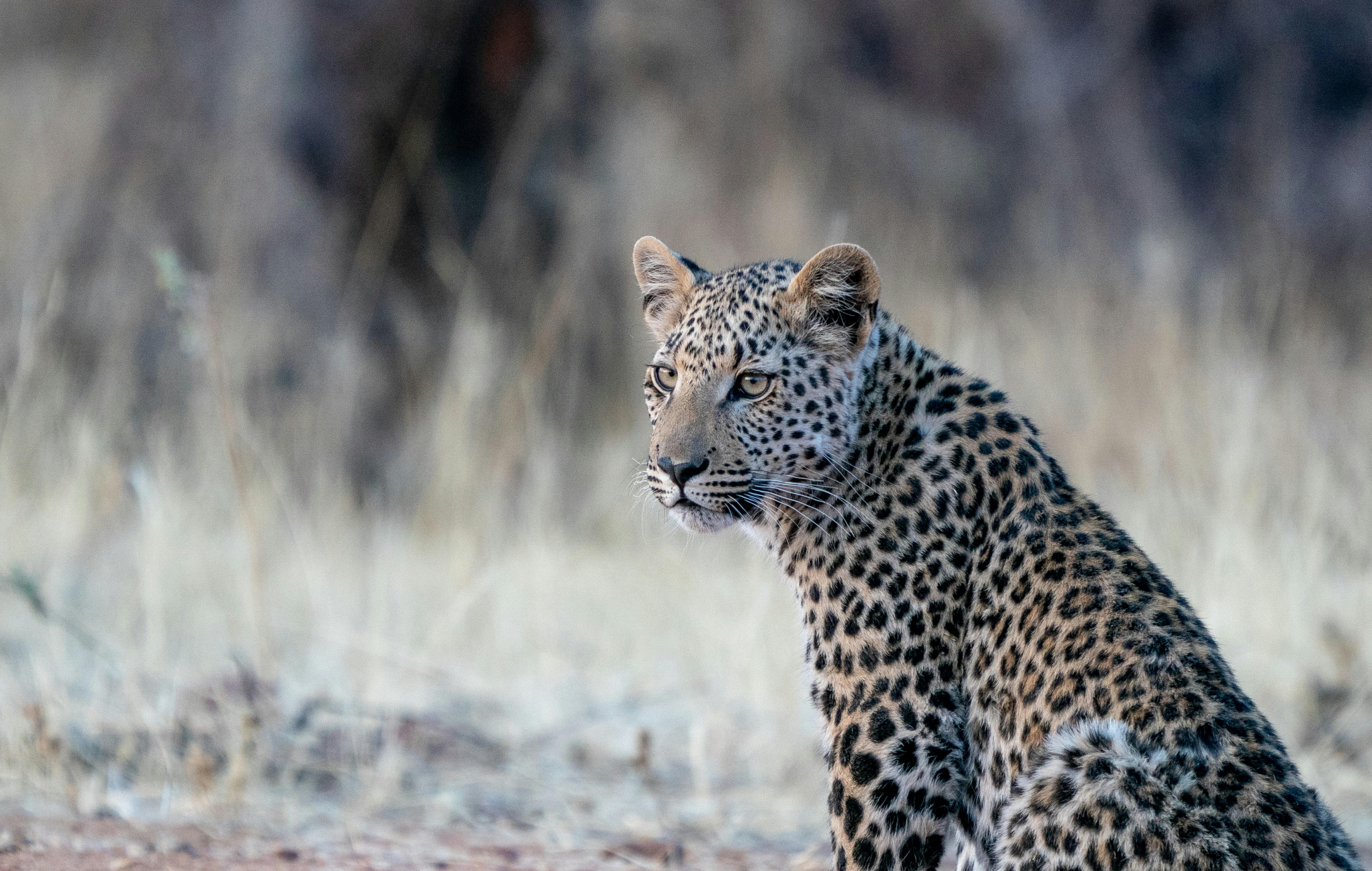 A leopard in the wild photo – Free Grey Image on Unsplash