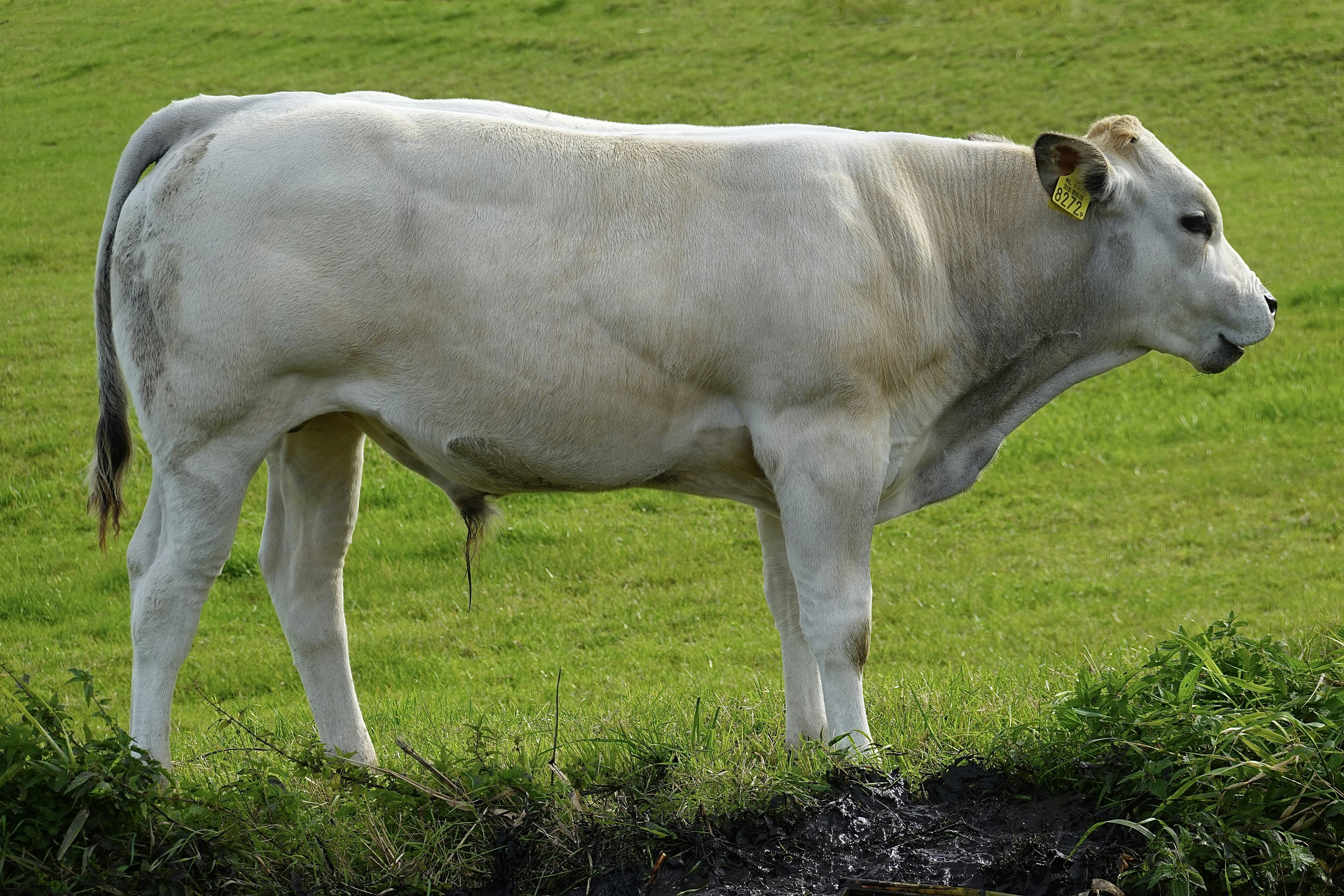 Una vaca parada en un campo foto – Imagen de Toro gratuita en Unsplash